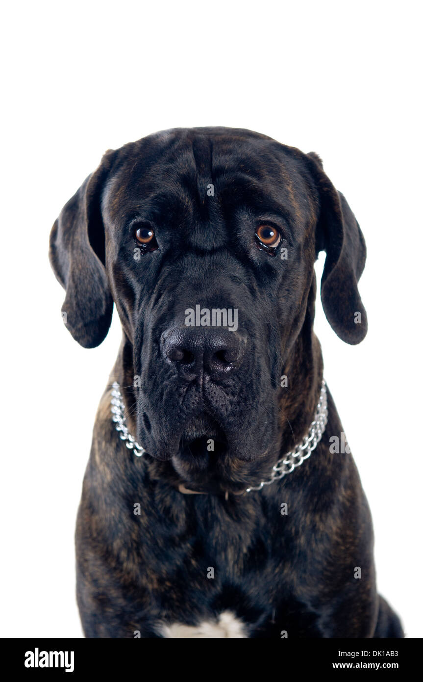 Cane-corso dog portrait isolated on white Stock Photo - Alamy