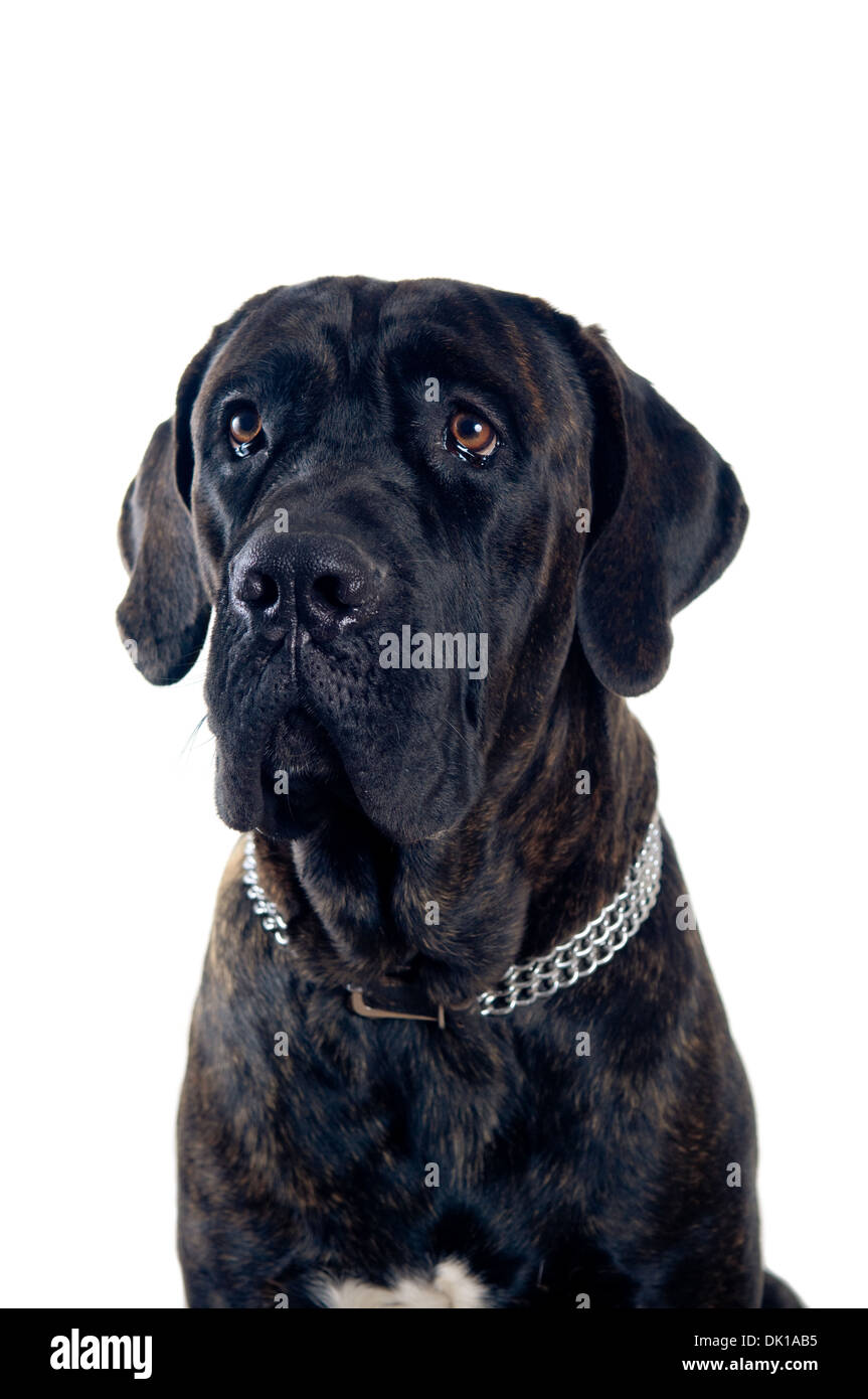 Cane-corso dog portrait isolated on white Stock Photo - Alamy