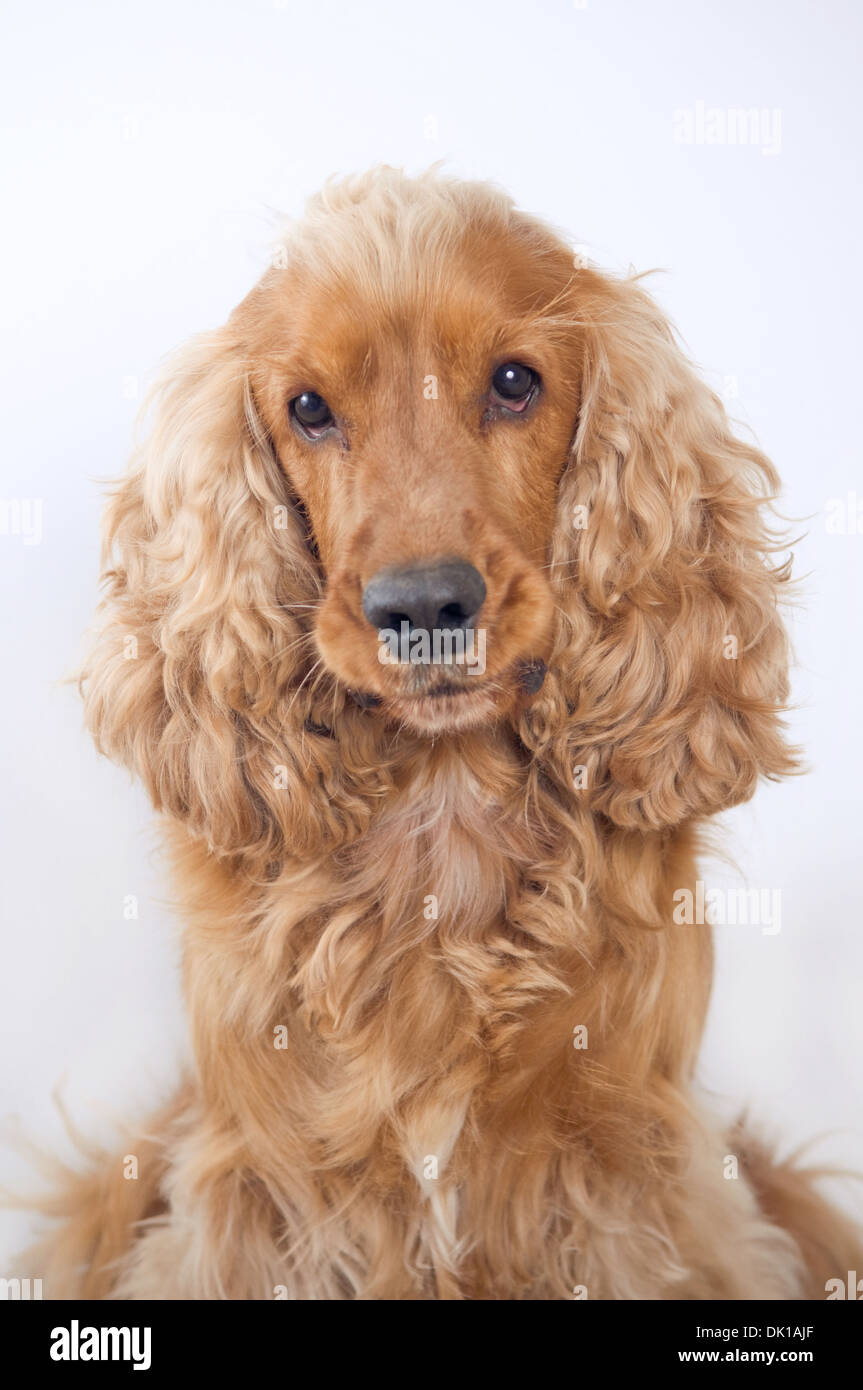 Cocker spaniel dog portrait on simple background Stock Photo - Alamy