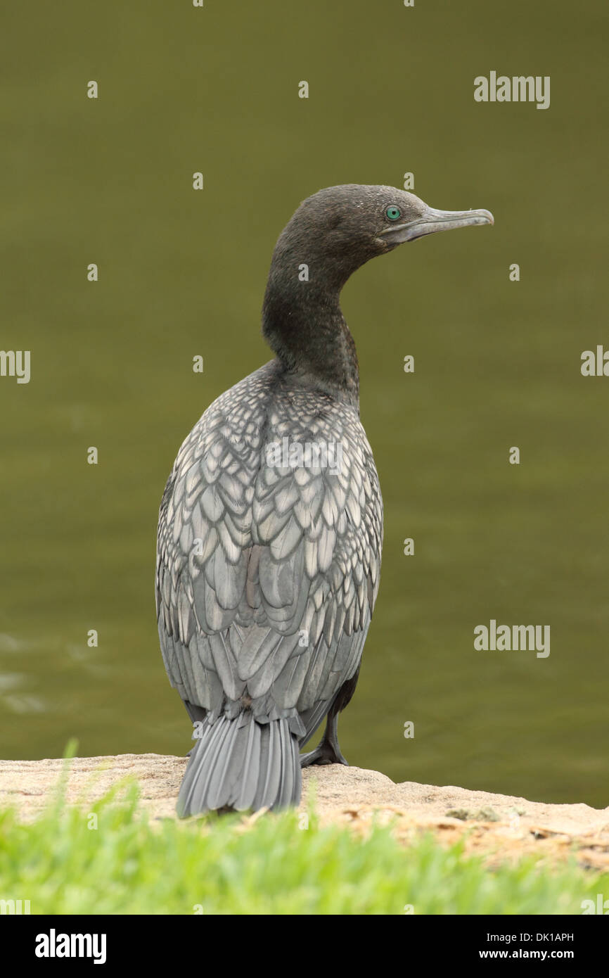 Cormorants australia birds queensland hi-res stock photography and ...