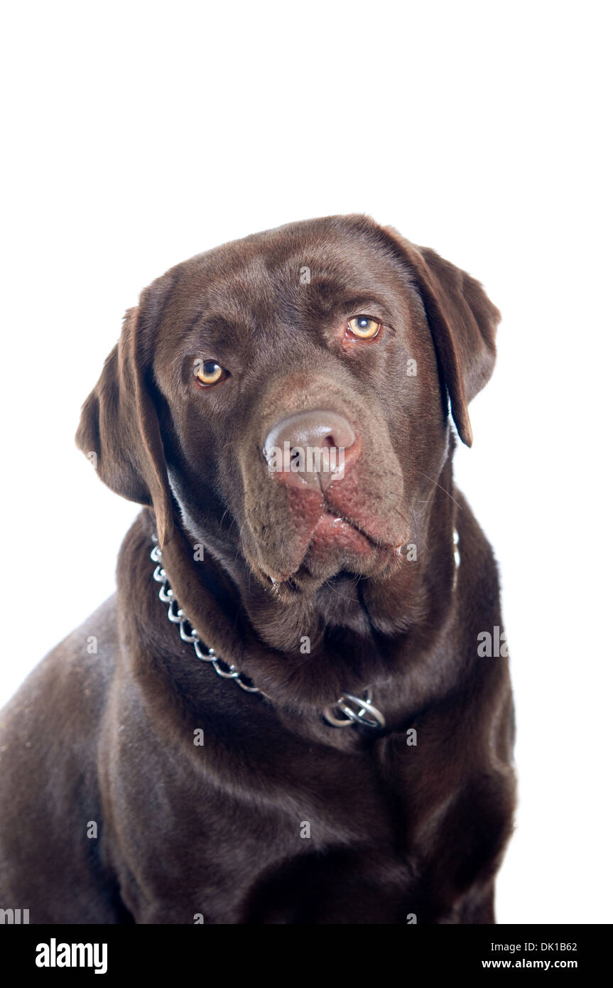 Chocolate labrador retriever dog isolated on a white background Stock ...