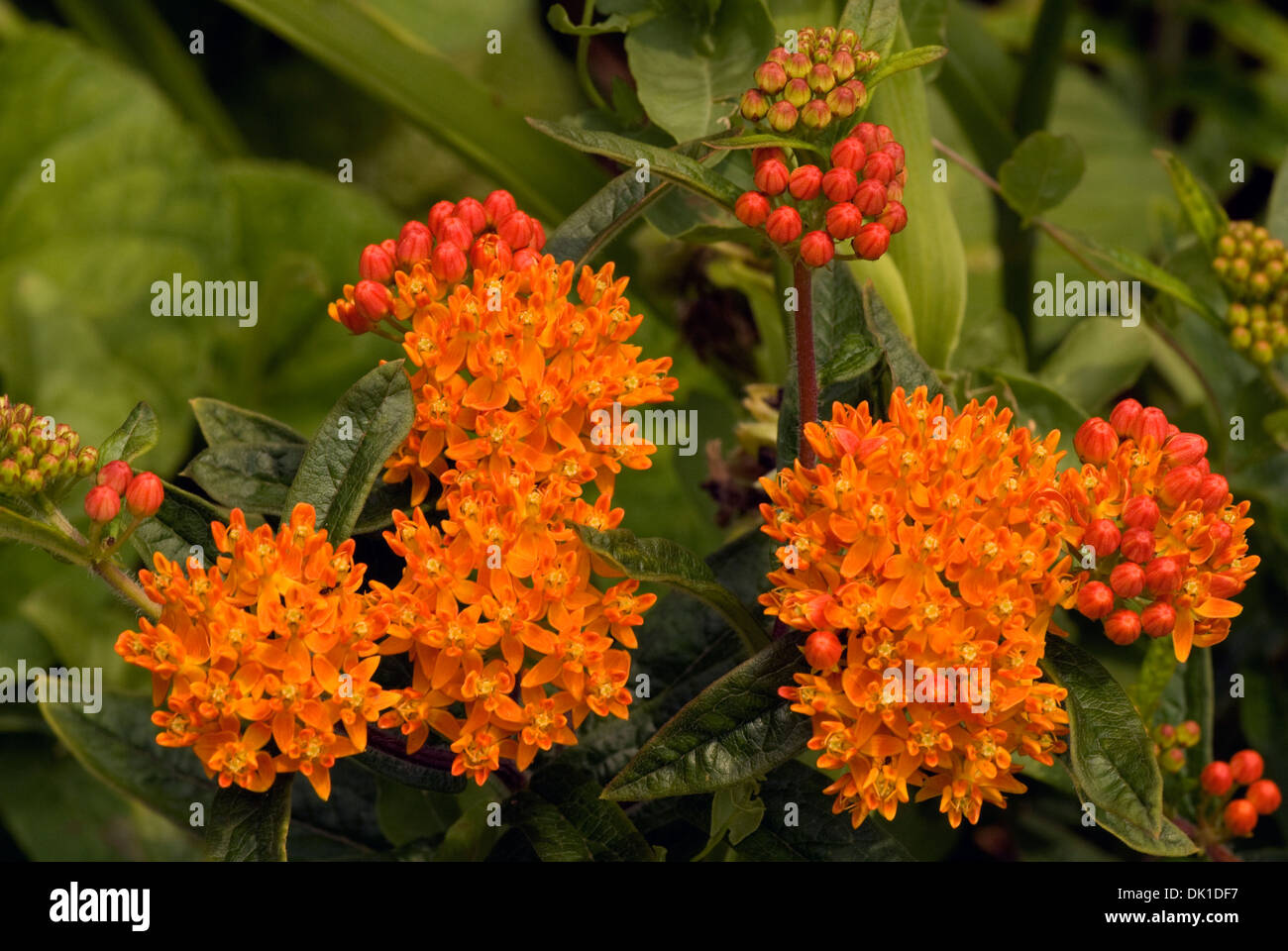 Orange cluster flowers hi-res stock photography and images - Alamy