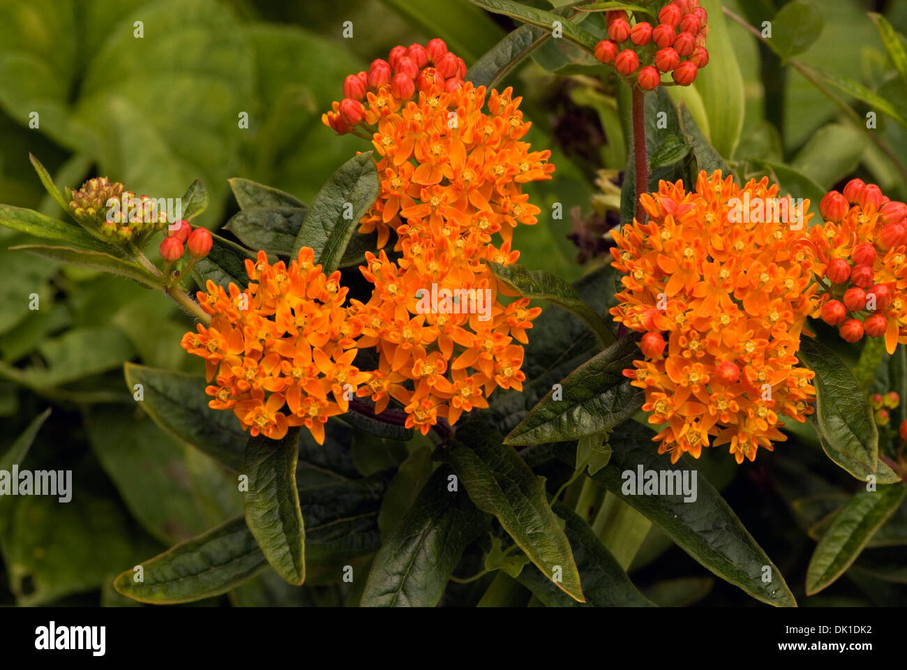 Orange and orange red Asclepias, or Butterfly Weed flowers grouped ...