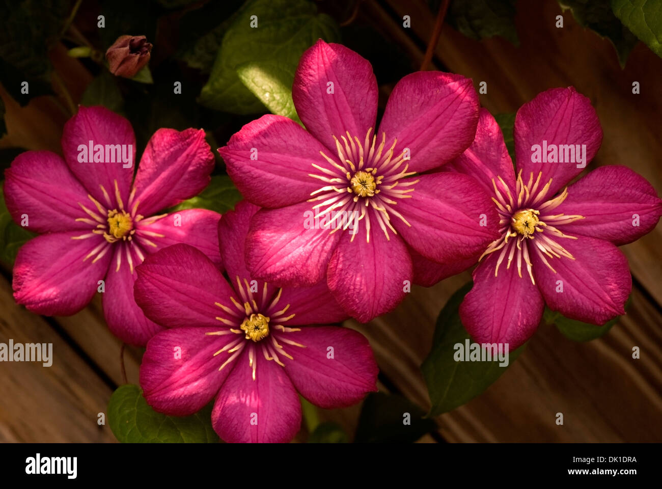 Four flowers hi-res stock photography and images - Alamy