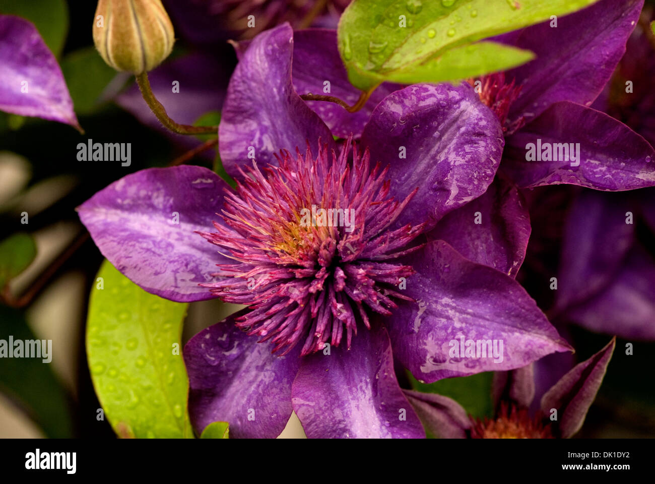 Purple magenta flower hi-res stock photography and images - Alamy
