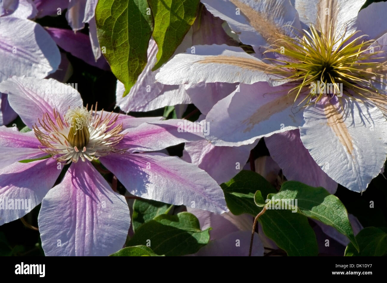 Clematis cream flower petals hi-res stock photography and images - Alamy