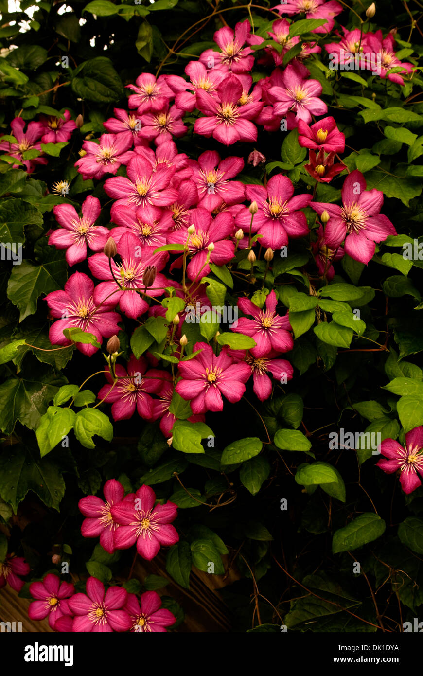 Magenta Clematis flowers with yellow centers growing on the vine of the ...