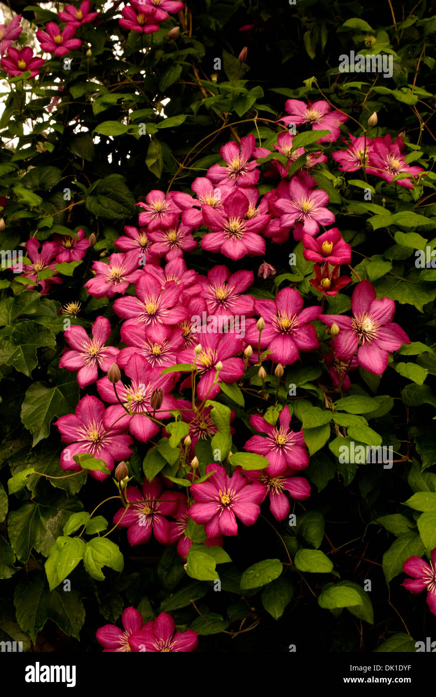 Magenta and yellow flowers hi-res stock photography and images - Alamy