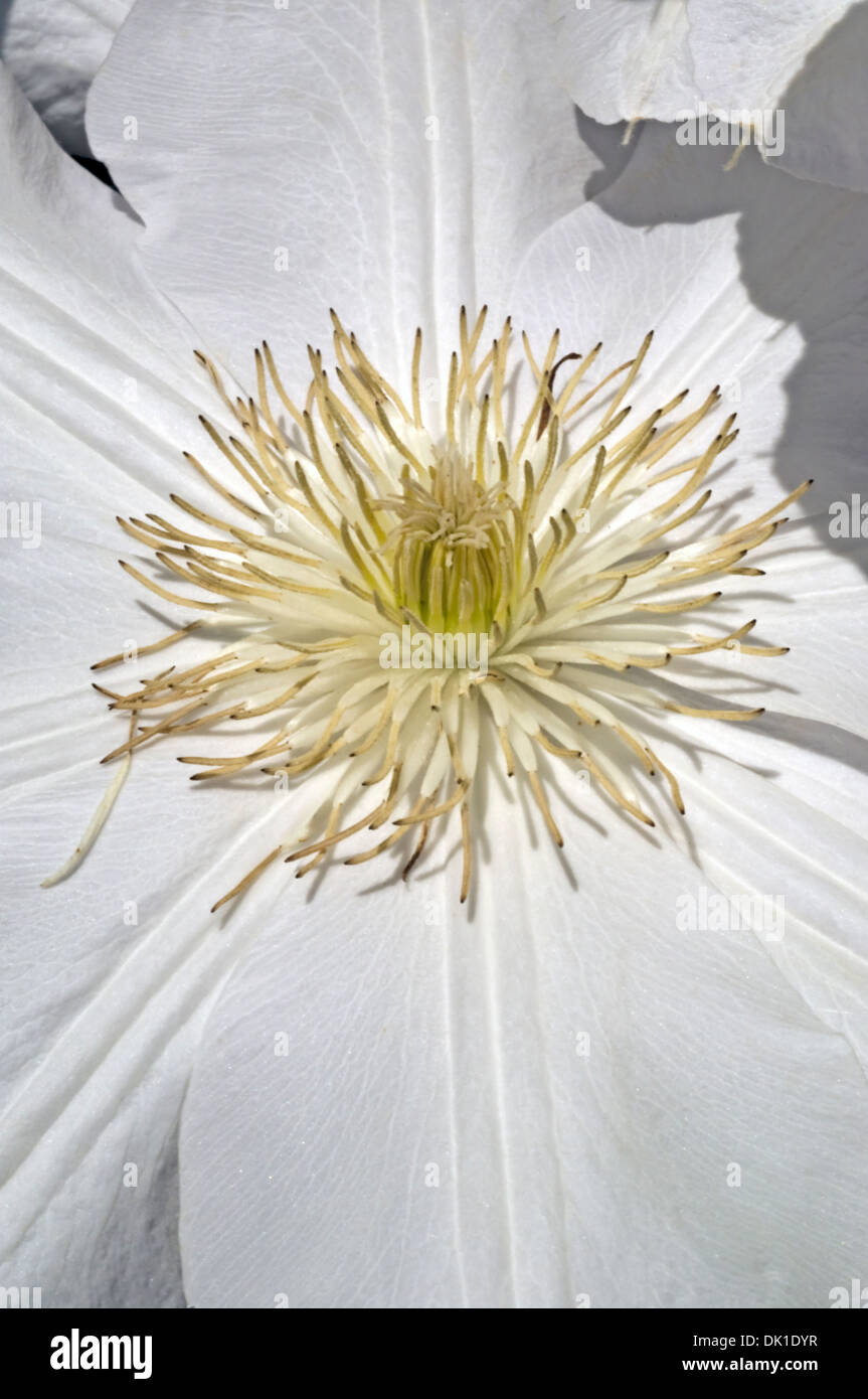 White clematis flower hi-res stock photography and images - Alamy