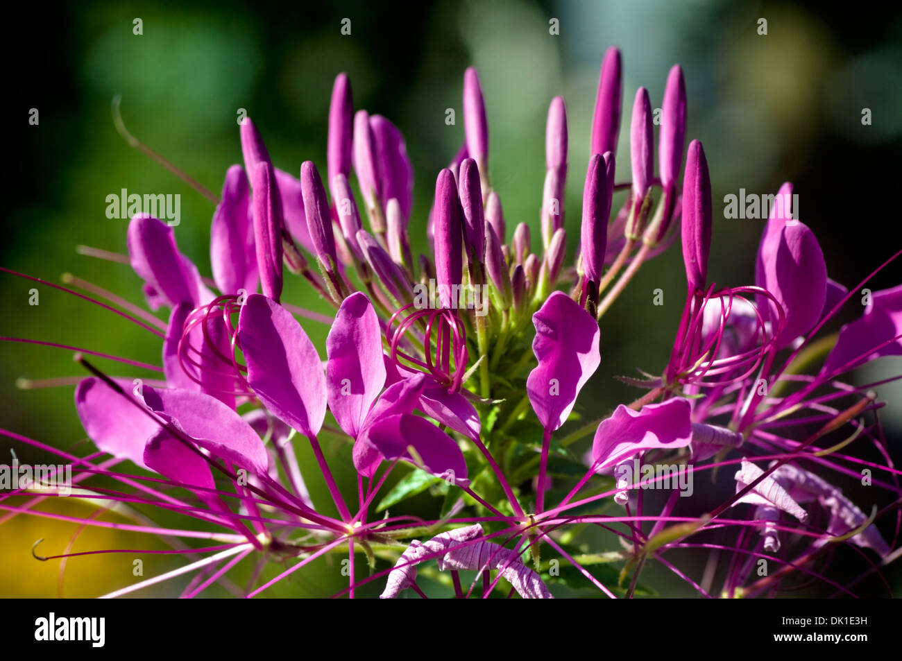 Inflorescence of a spider flower hi-res stock photography and images ...