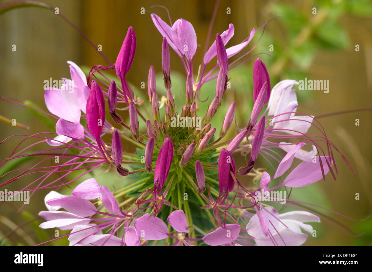 Close up of a pink and magenta Cleome flower, or spider flower as they ...