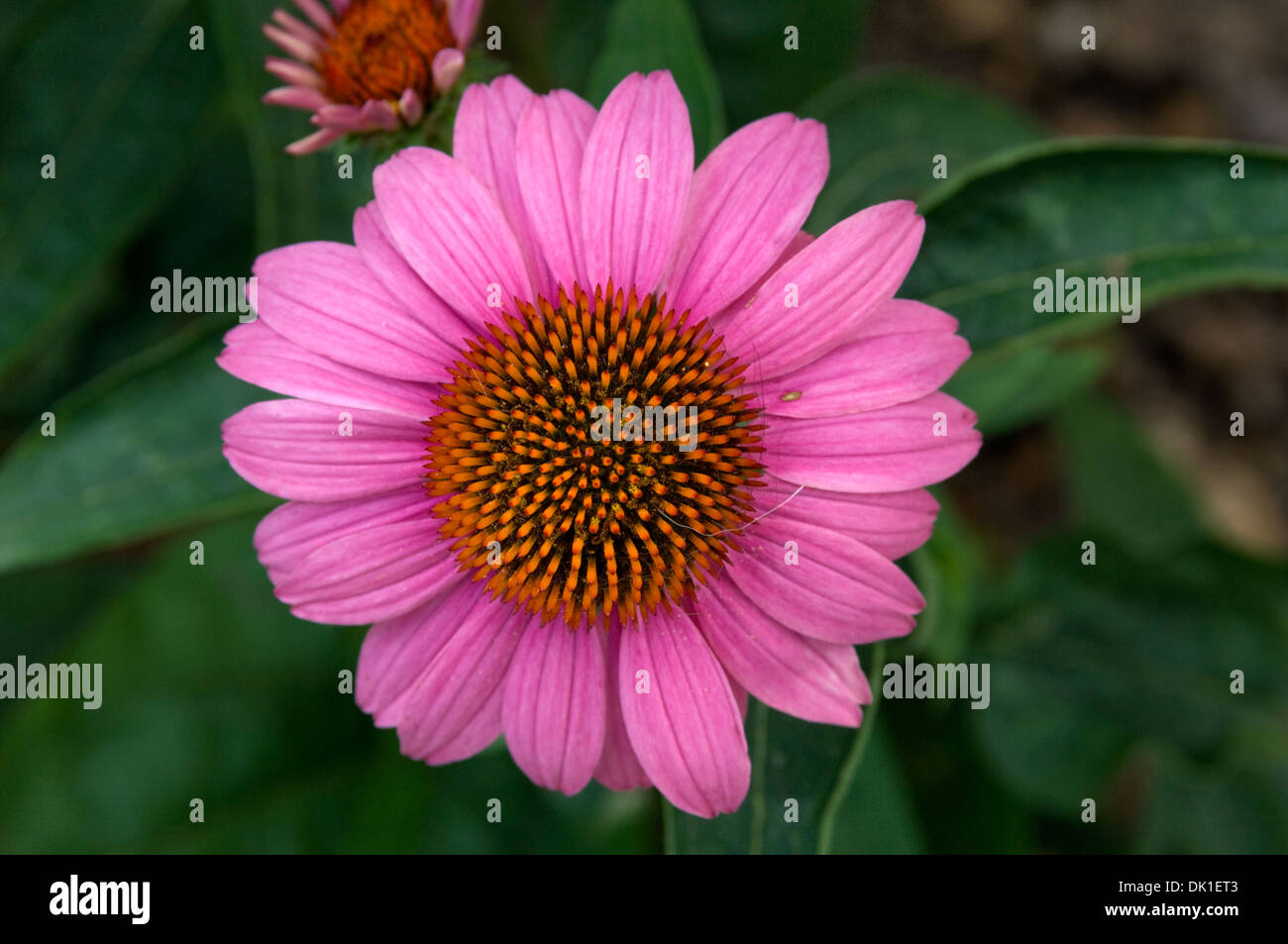 Coneflower bud hi-res stock photography and images - Alamy