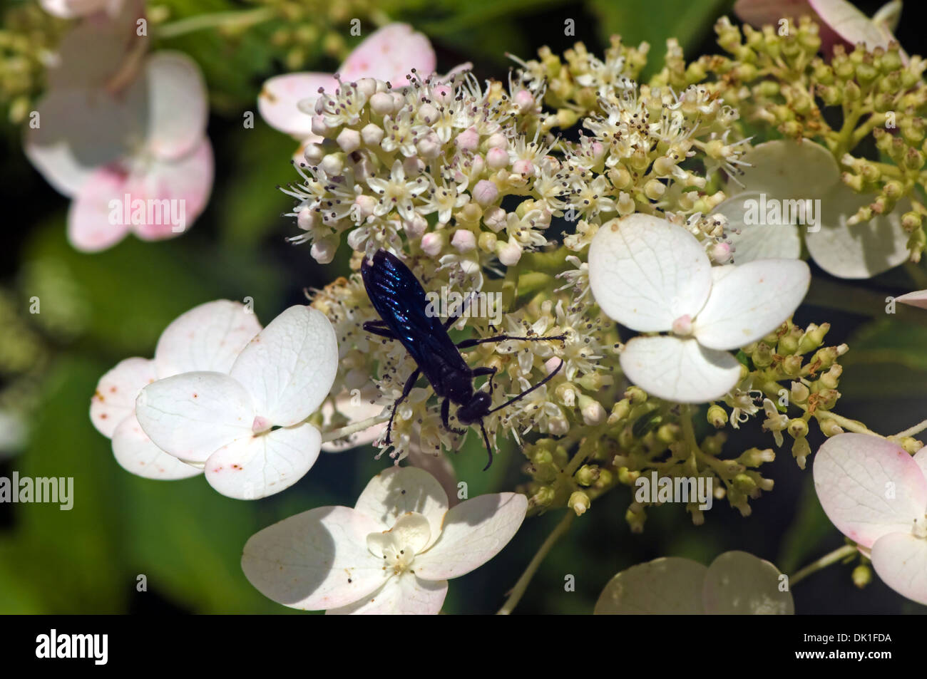 Blue mud wasp, Chalybion californicum, is attracted to the highbrush ...