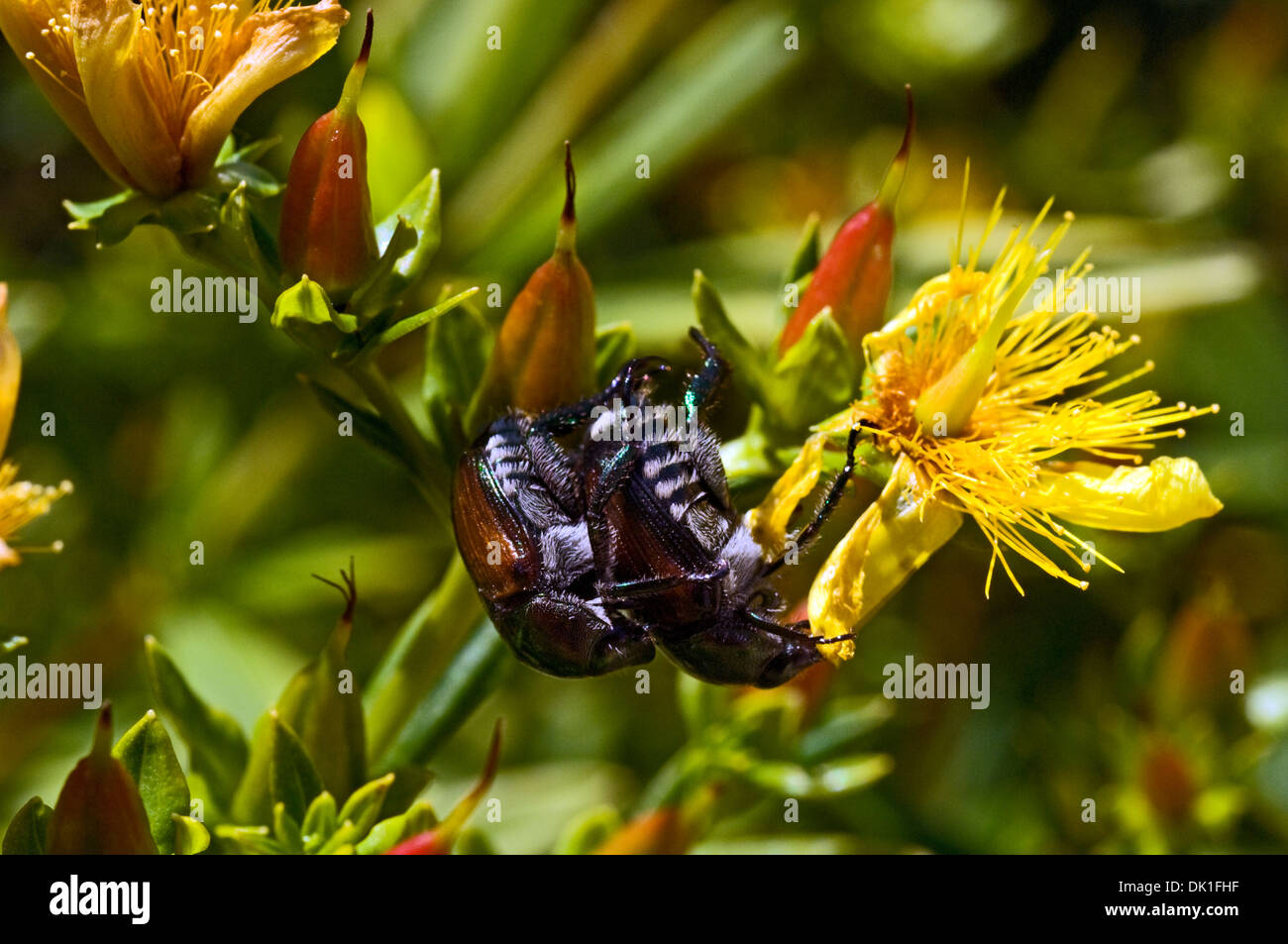 Mating green beetles hi-res stock photography and images - Alamy