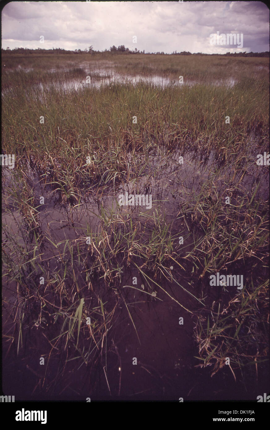 The Tamiami Canal area, located in Florida, is an important waterway ...