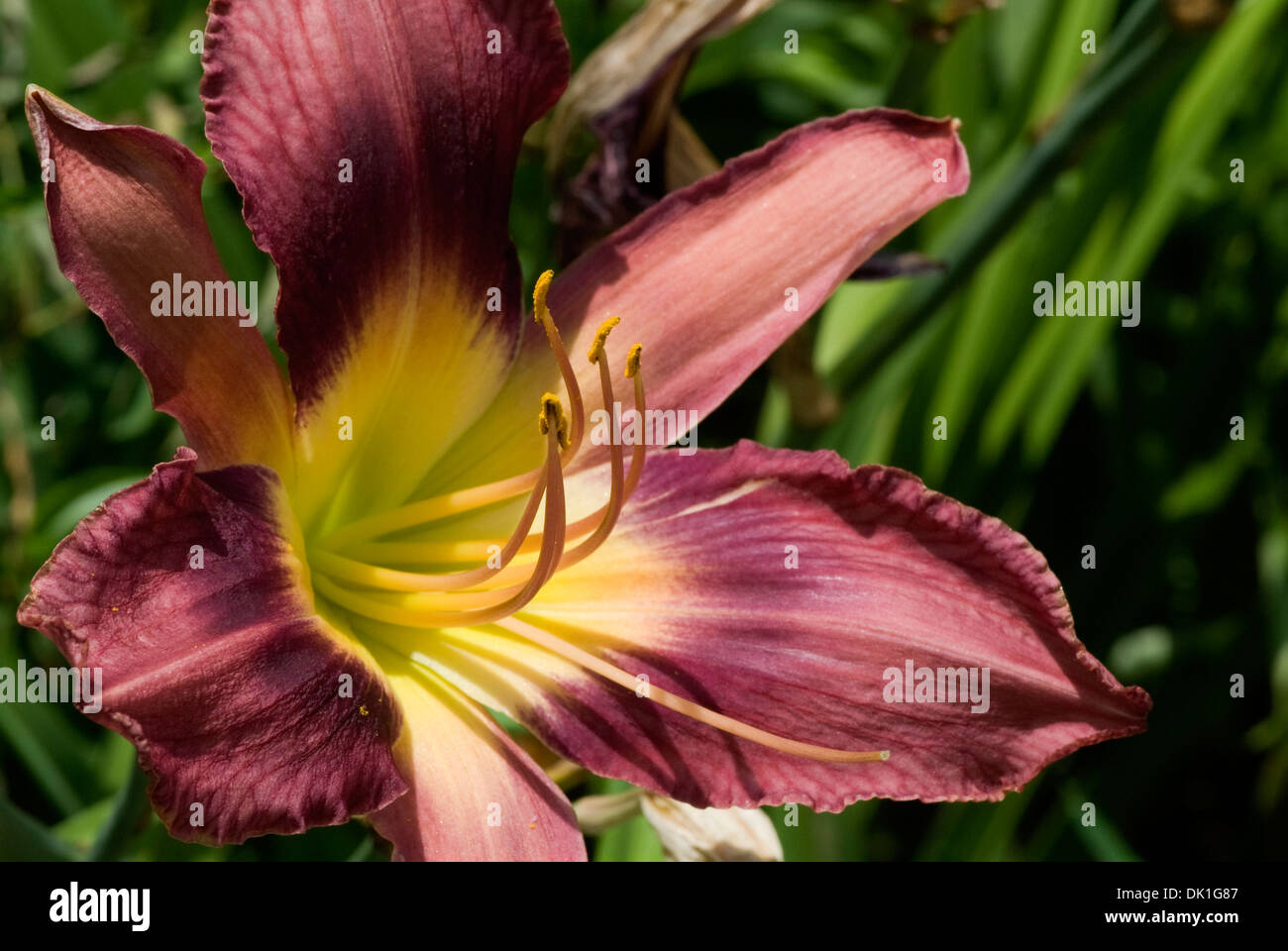 Burgundy wine and yellow lily, or lilium, flower closeup Stock Photo ...