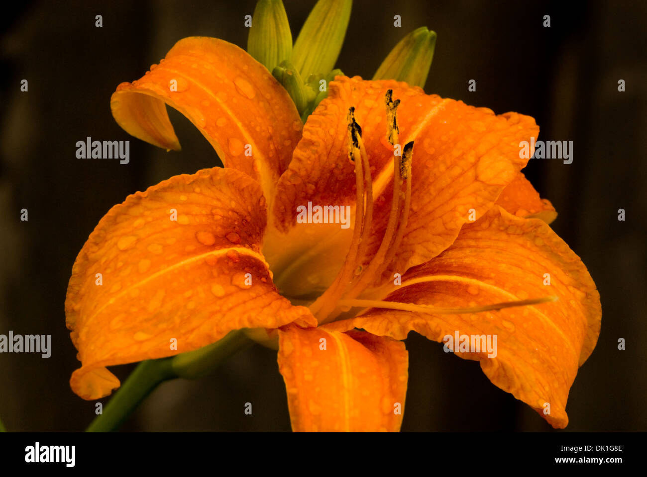 Orange, burgundy wine lily, or lilium, flower close up Stock Photo - Alamy