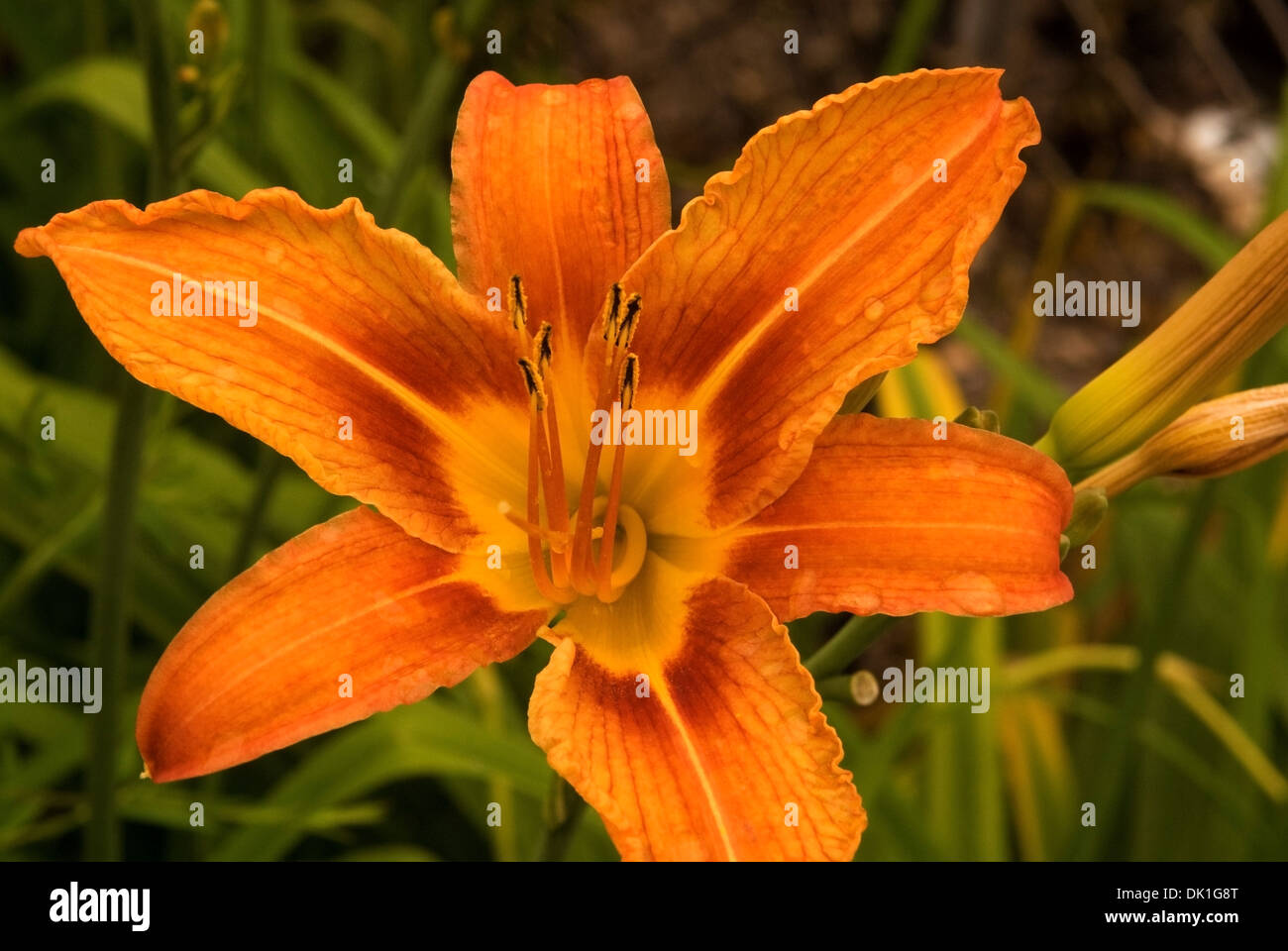 Orange and burgundy wine lily, or lilium, flower close up Stock Photo ...