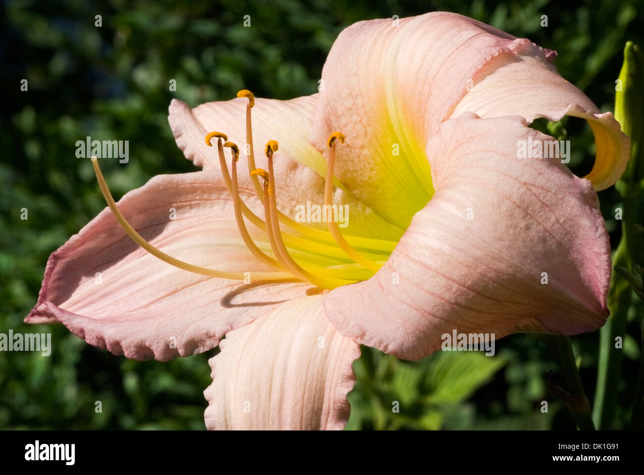Pink lilies flower closeup hi-res stock photography and images - Alamy