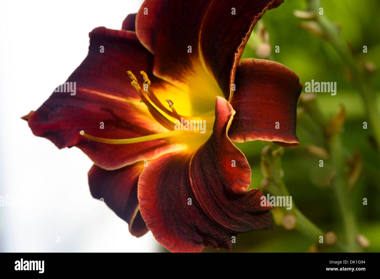 Burgundy wine and yellow lily, or lilium, flower photographed from the ...