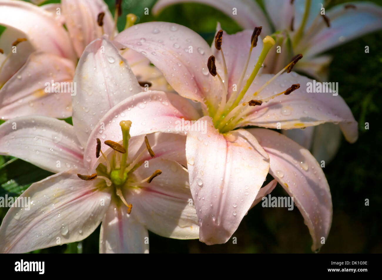 Cluster lilies hi-res stock photography and images - Alamy