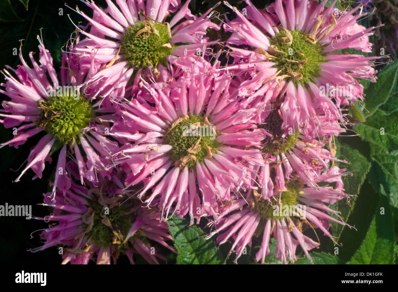 Pink, magenta Monarda flowers, closeup Stock Photo - Alamy