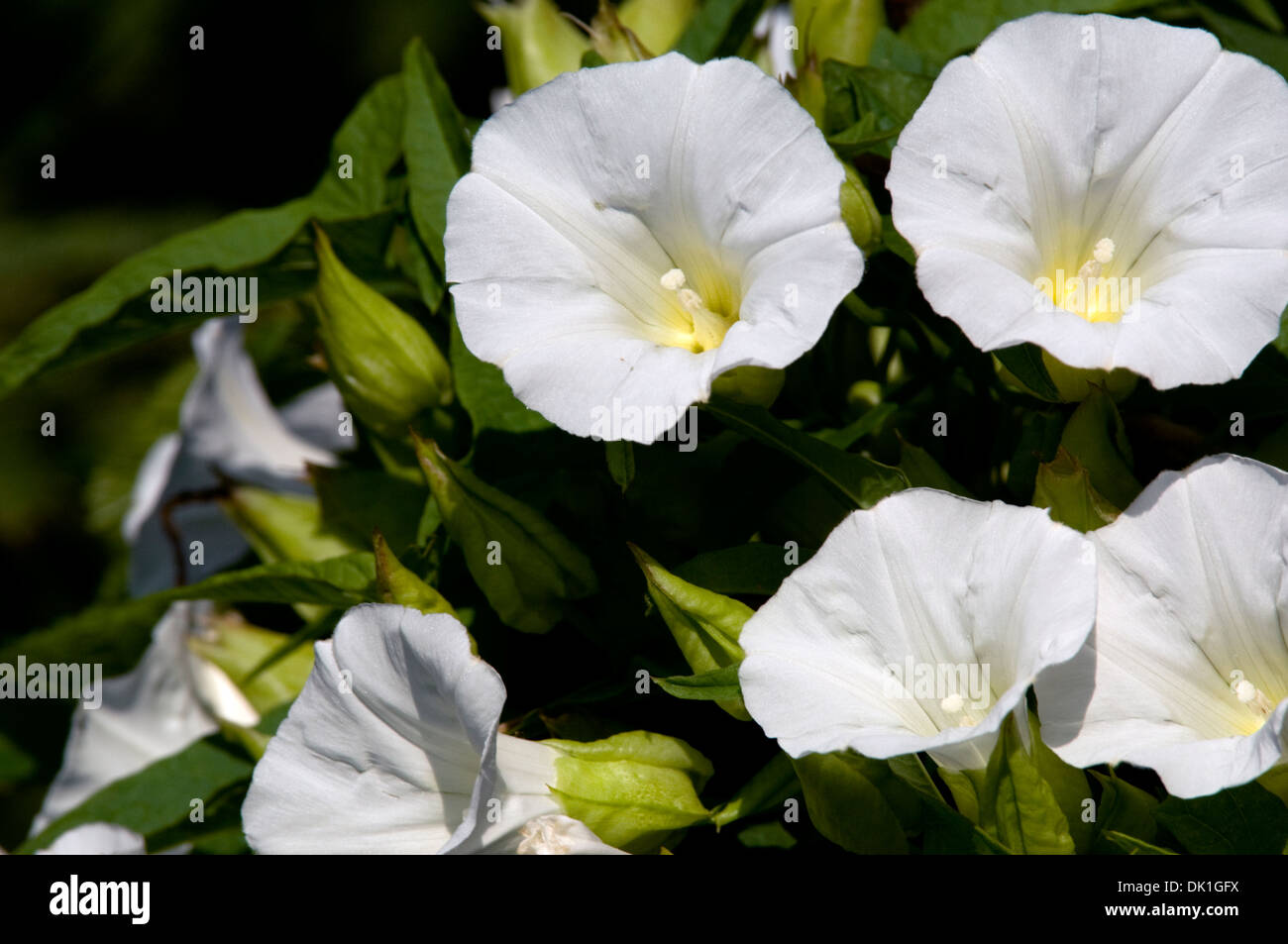 Morning glories hi-res stock photography and images - Alamy