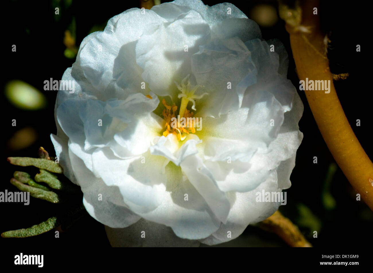 Close up macro image of a white Portulaca grandiflora, or a moss-rose ...
