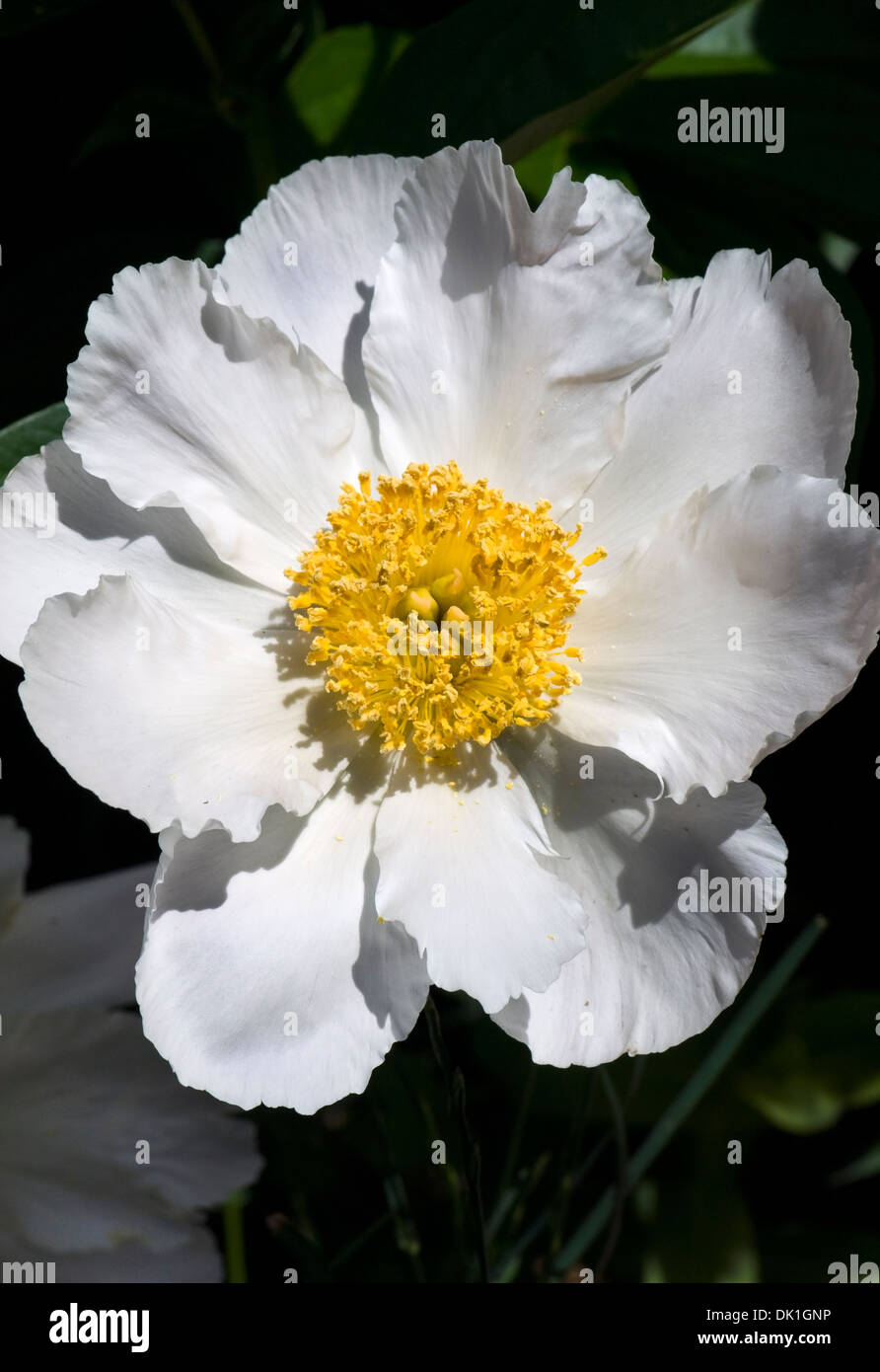 Peony budding hi-res stock photography and images - Alamy