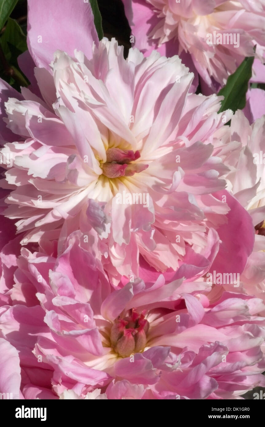 Peonies budding hi-res stock photography and images - Alamy