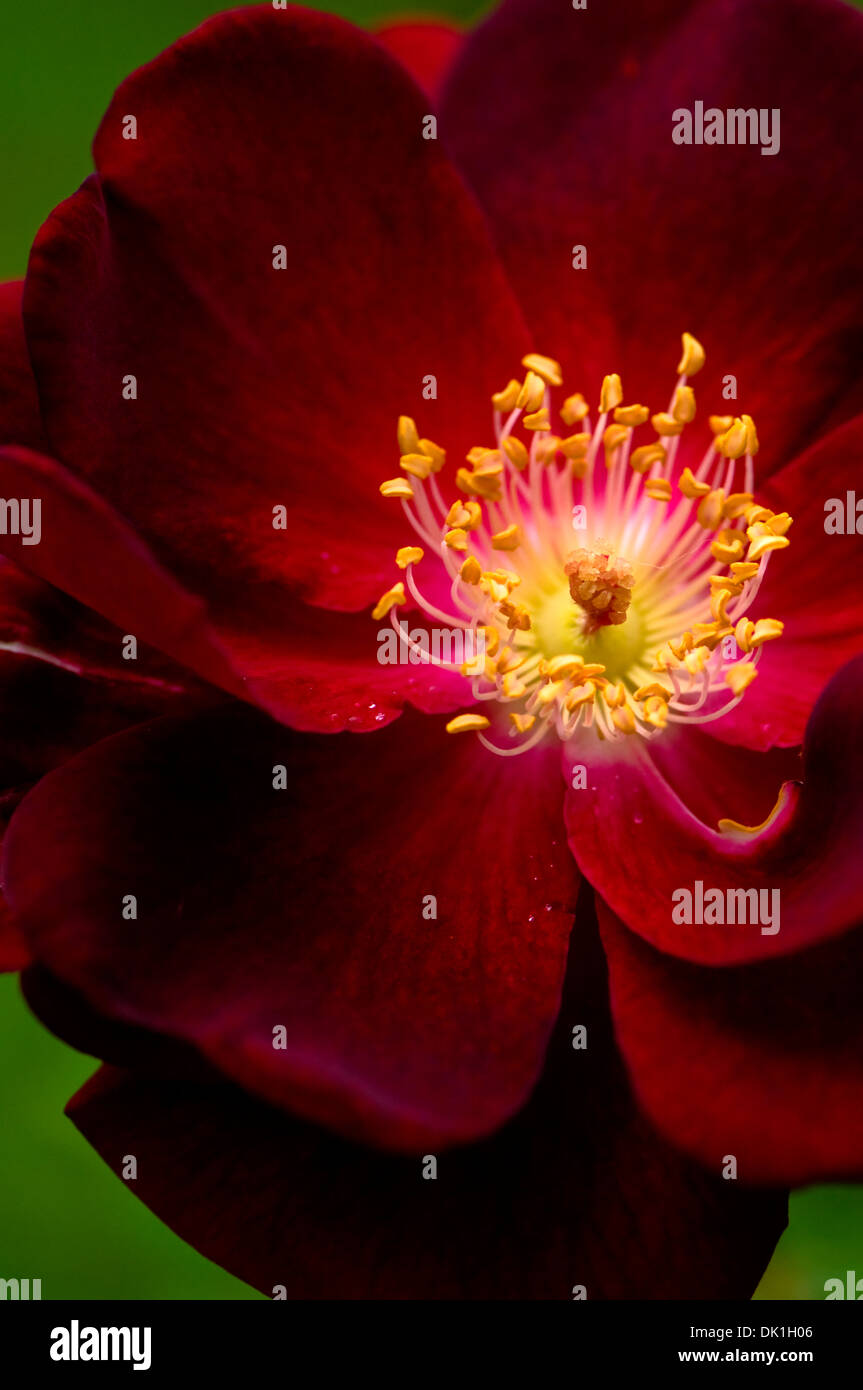 Red rose yellow center garden hi-res stock photography and images - Alamy