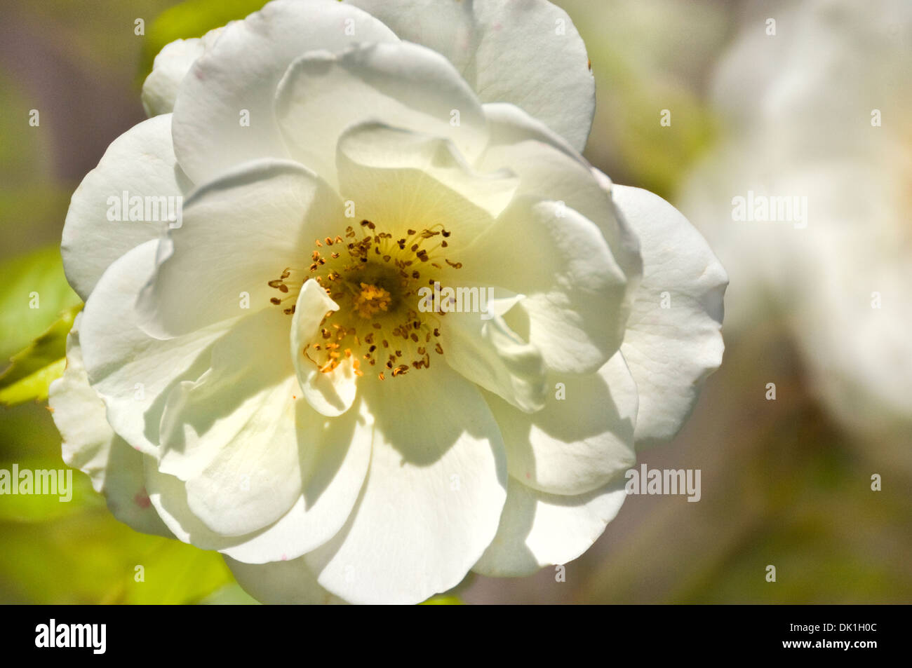 1 single rose hi-res stock photography and images - Alamy