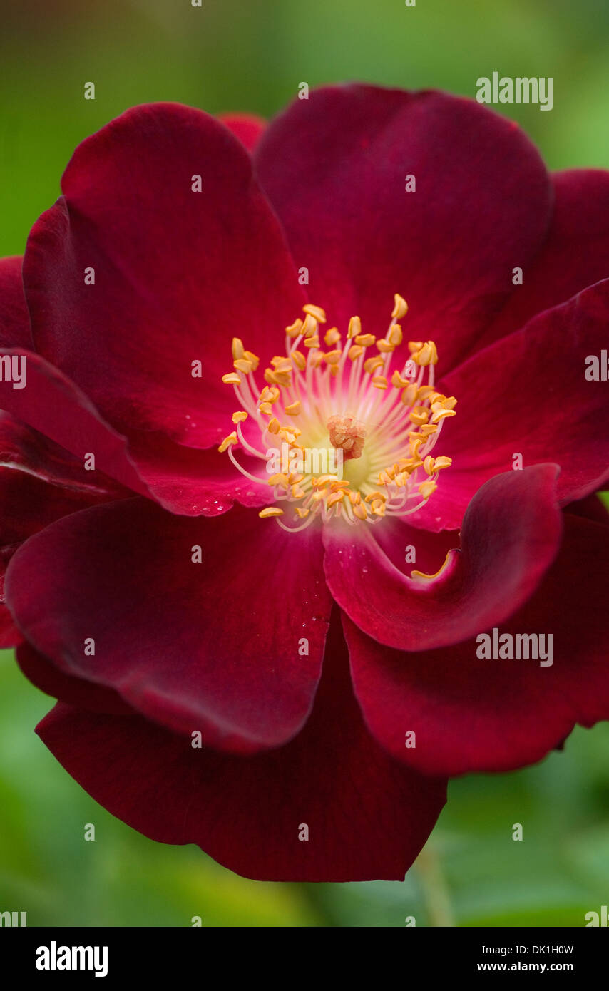 Red rose flower, closeup macro view focusing on the center and its ...