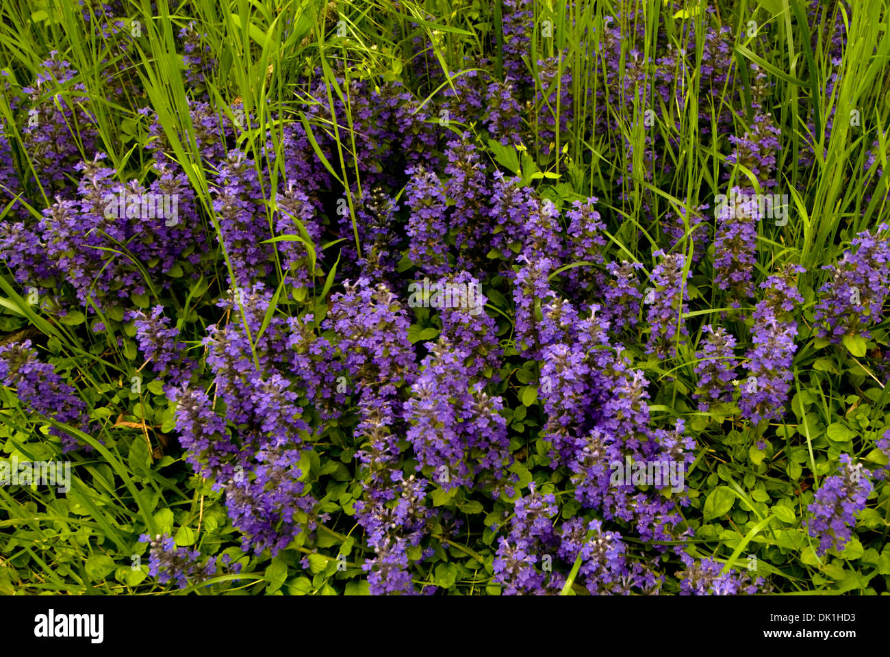 Purple wildflowers grow along a woods edge in southern Indiana in a ...