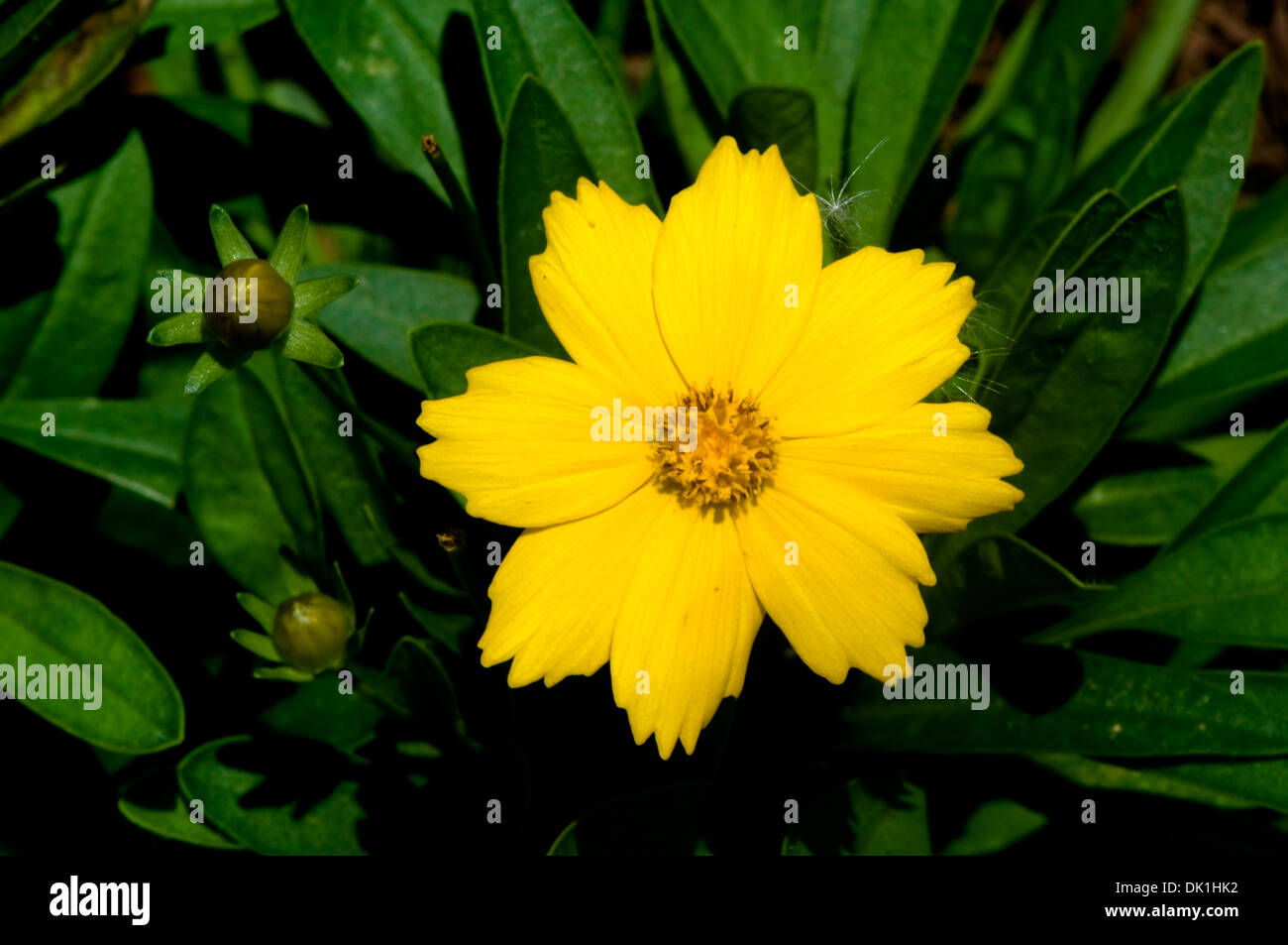 Lone yellow bloom hi-res stock photography and images - Alamy