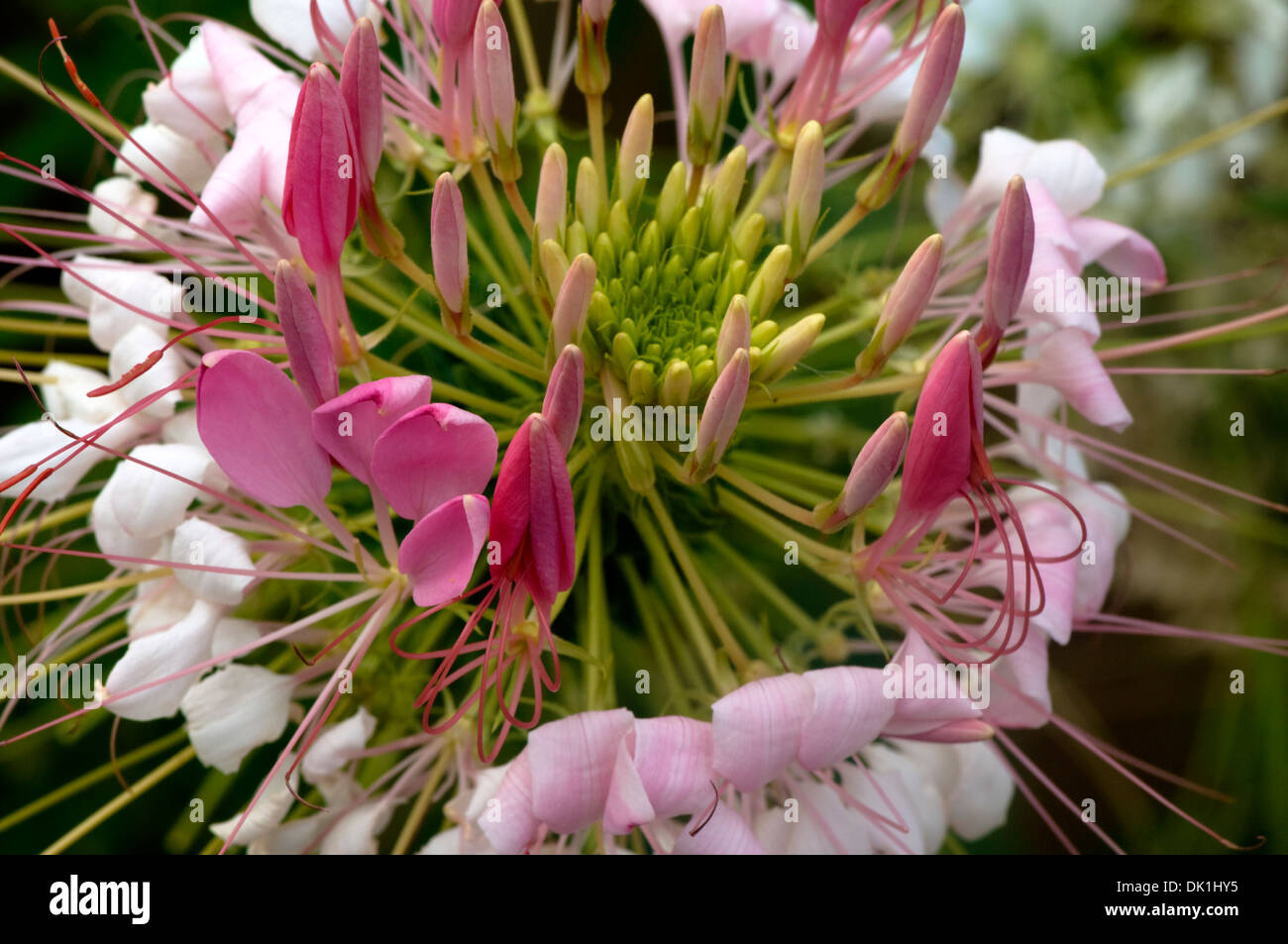 Inflorescence of a spider flower hi-res stock photography and images ...