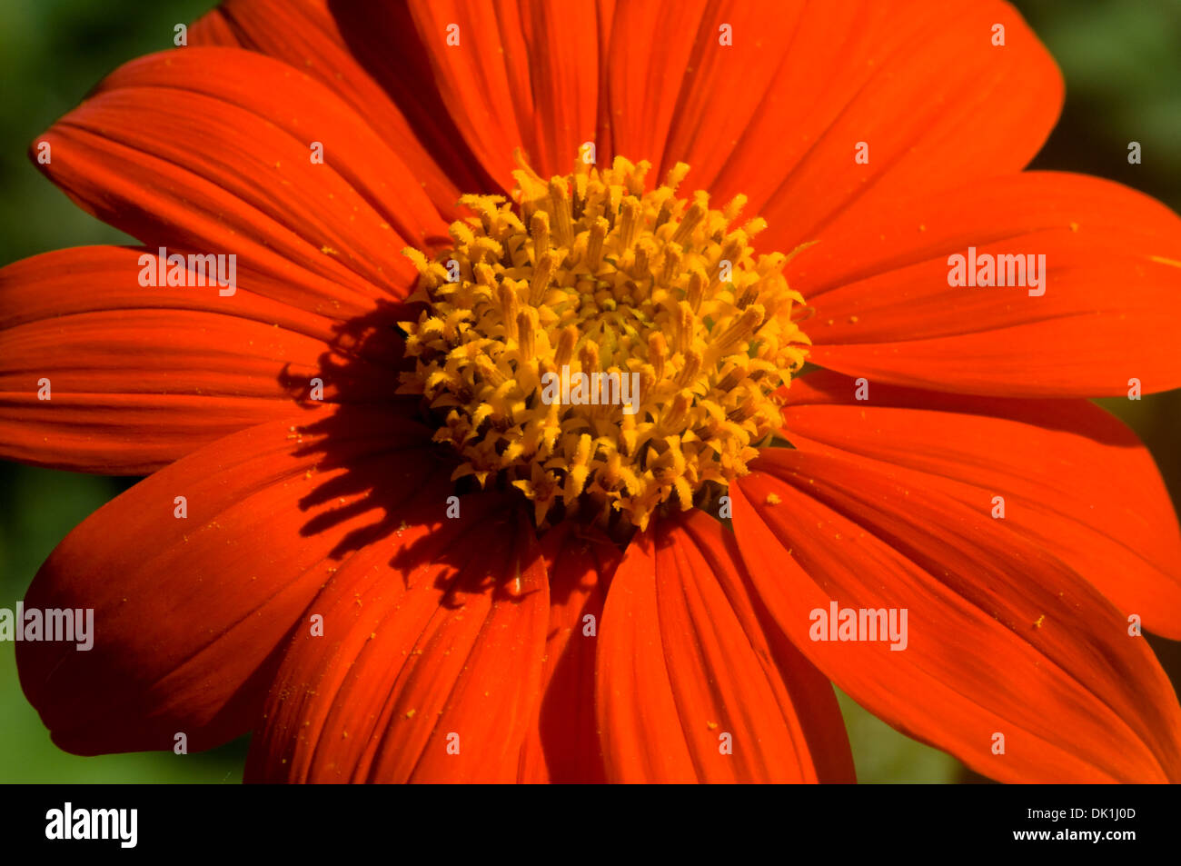 Tithonia rotundifolia, Mexican sunflower, close-up macro of its' orange ...