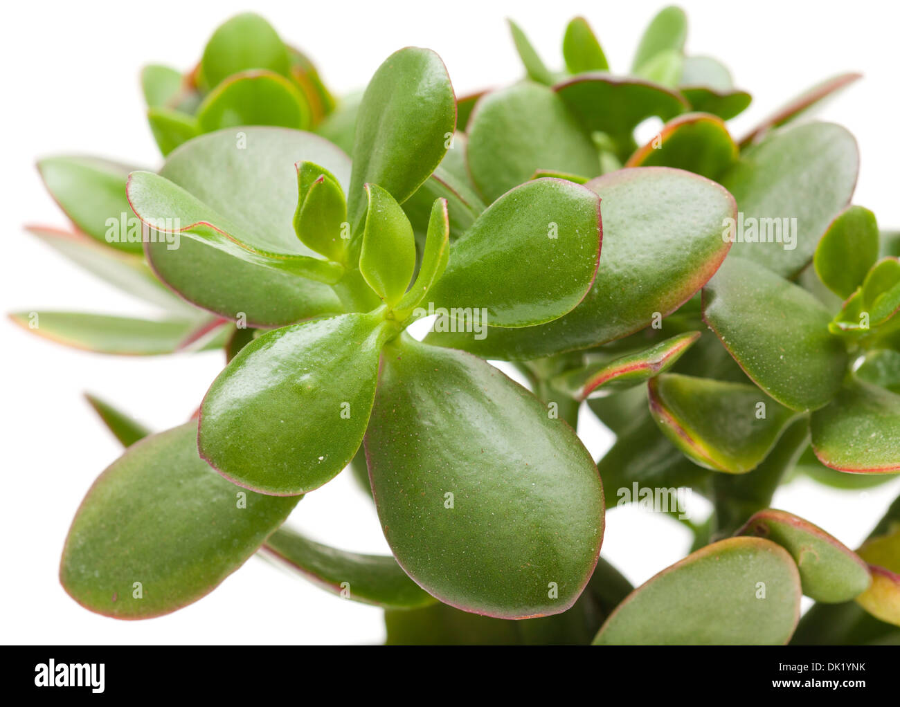 crassula plant isolated on white background Stock Photo - Alamy