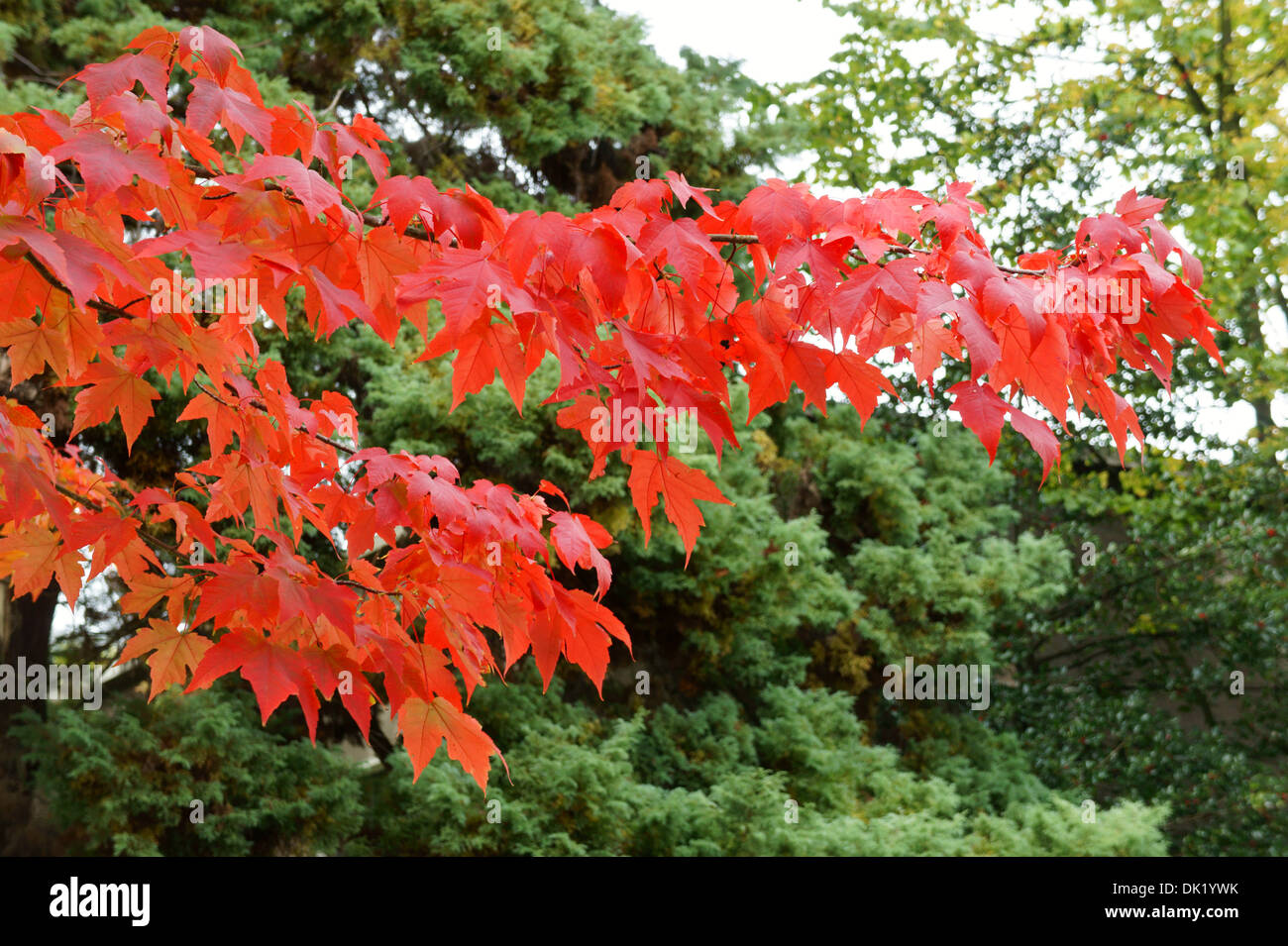 Branch of fall red maple leaves Stock Photo - Alamy