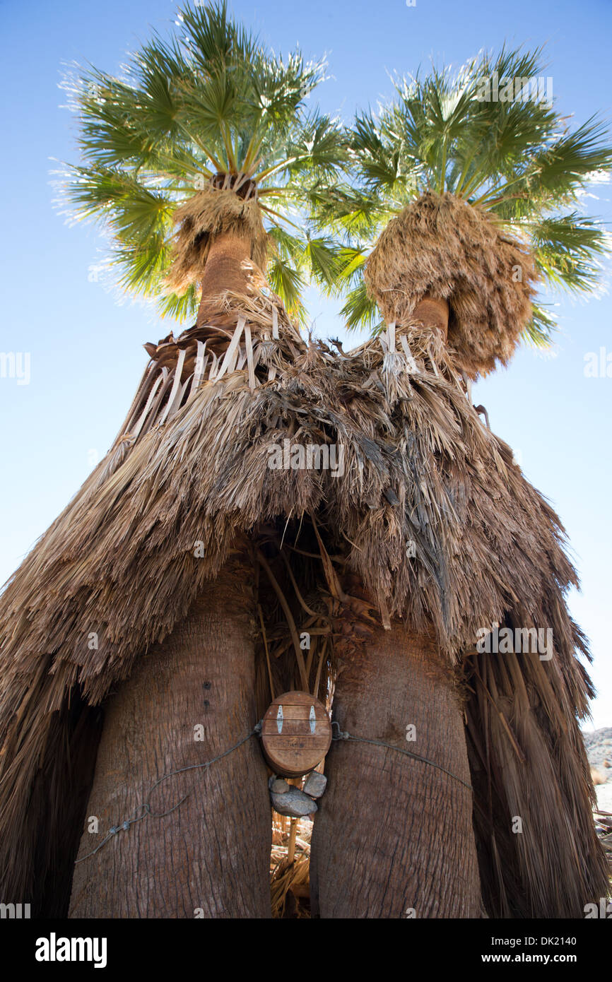 A barrel wedged into palm trees serves as an informal desert mailbox at ...