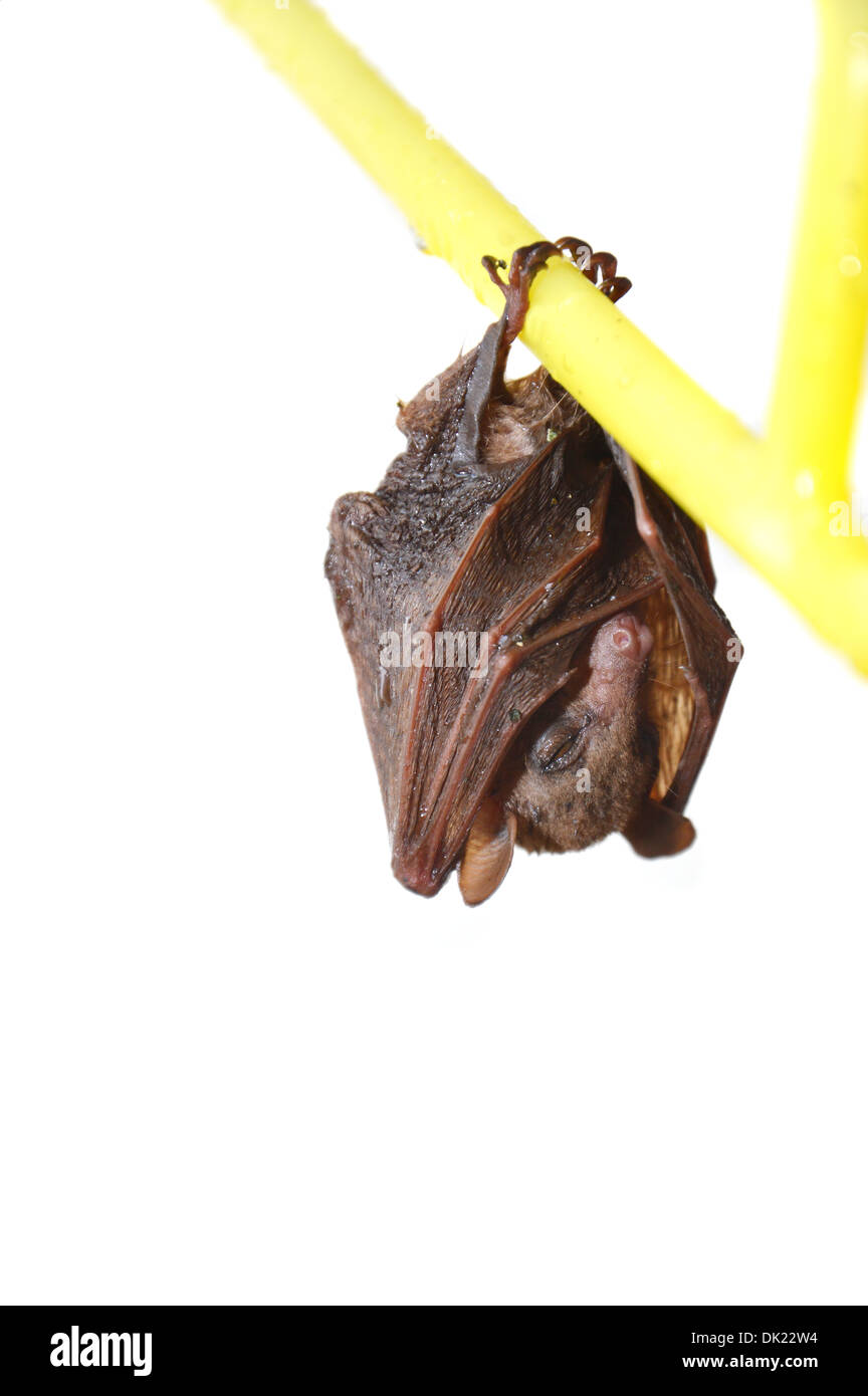 Little brown bat hand hi-res stock photography and images - Alamy