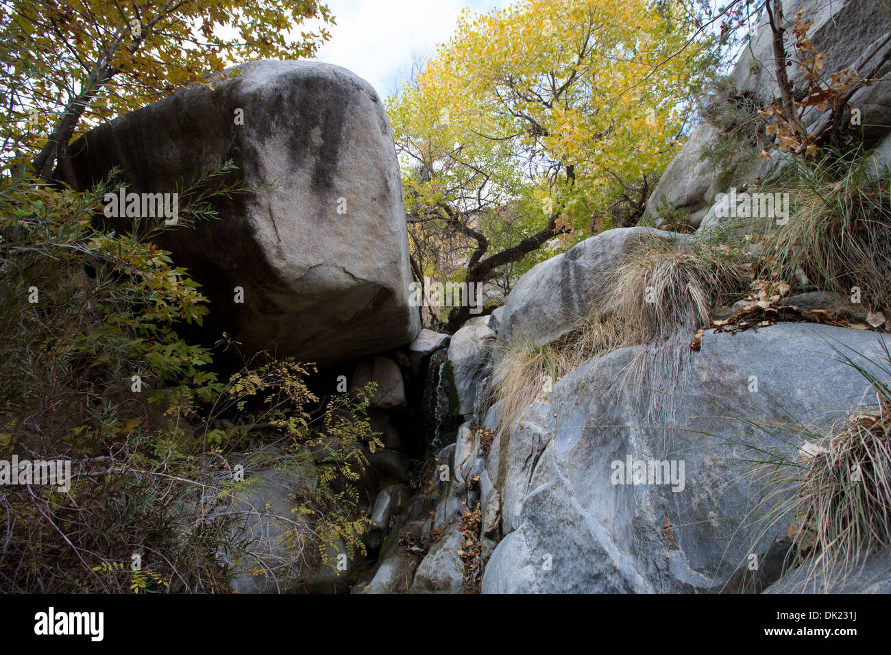 A spring fed waterfall flows across boulders beneath autumn cottonwood ...