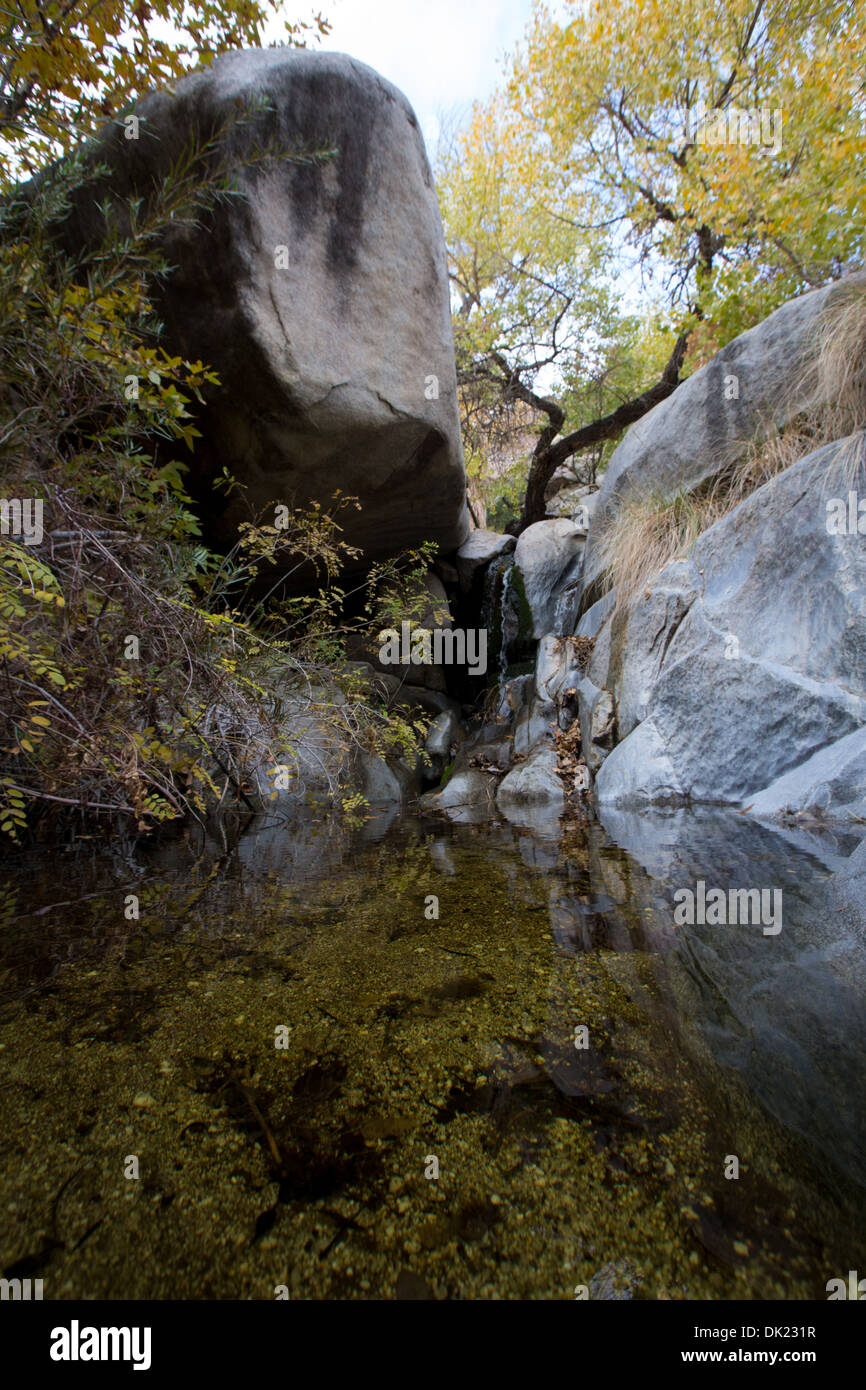Fall cottonwood tree colors and pool in Sheep Canyon, Anza Borrego ...