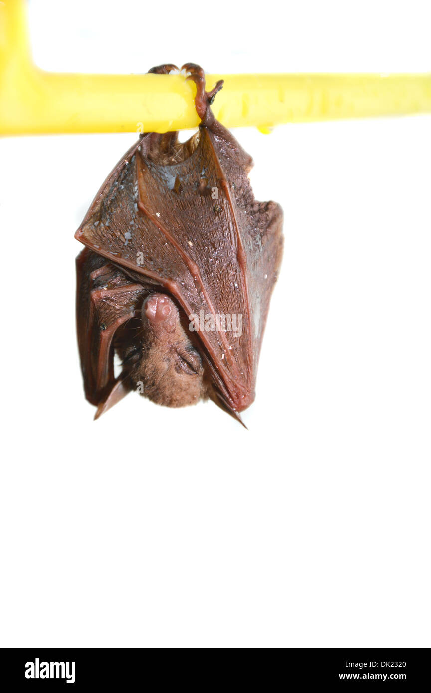 little bat sleep depends on the yellow hanger isolated on white ...