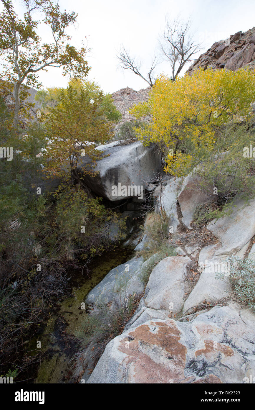 Fall season in the desert hi-res stock photography and images - Alamy