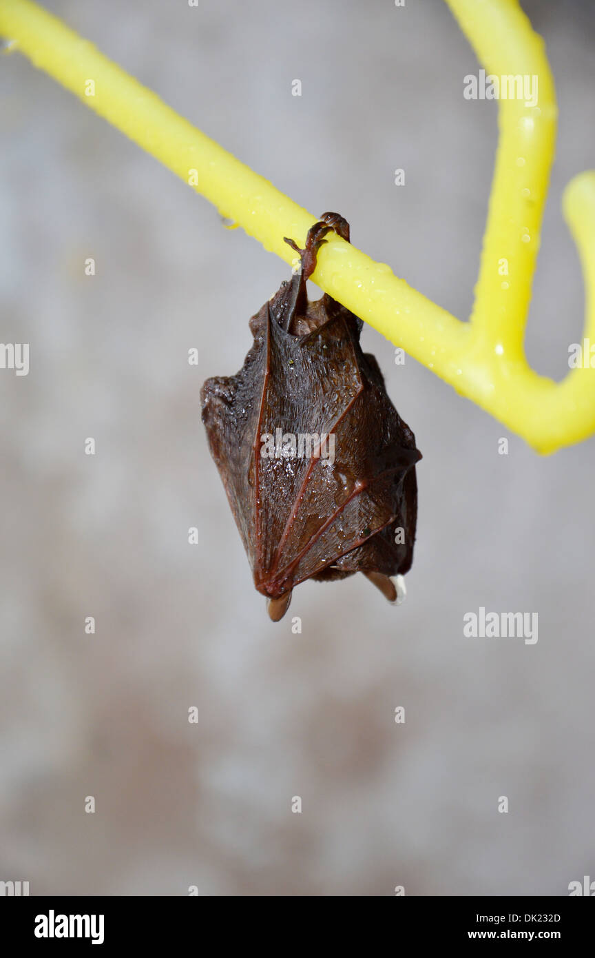 little bat sleep depends on the yellow hanger Stock Photo - Alamy
