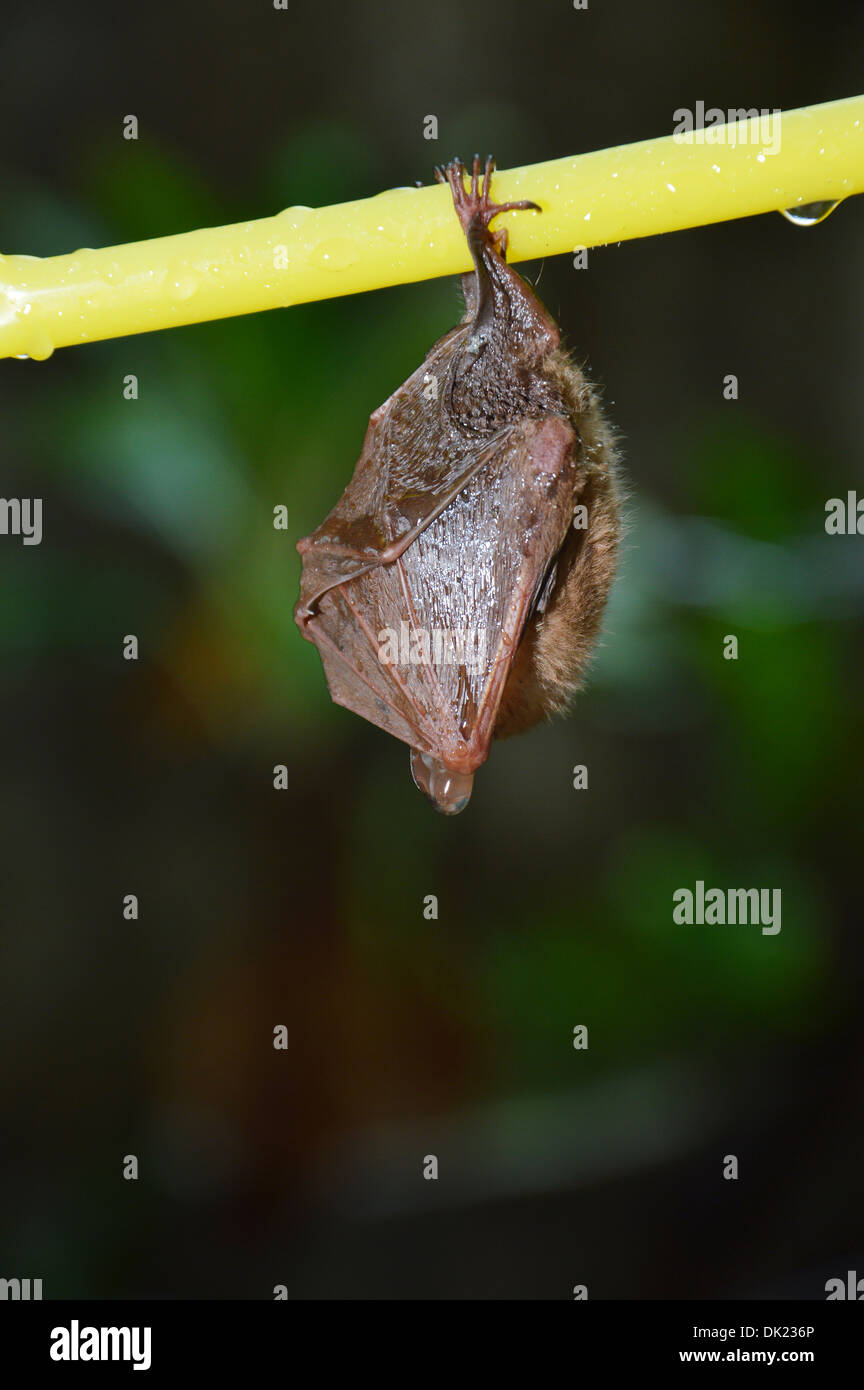 Little brown bat hand hi-res stock photography and images - Alamy