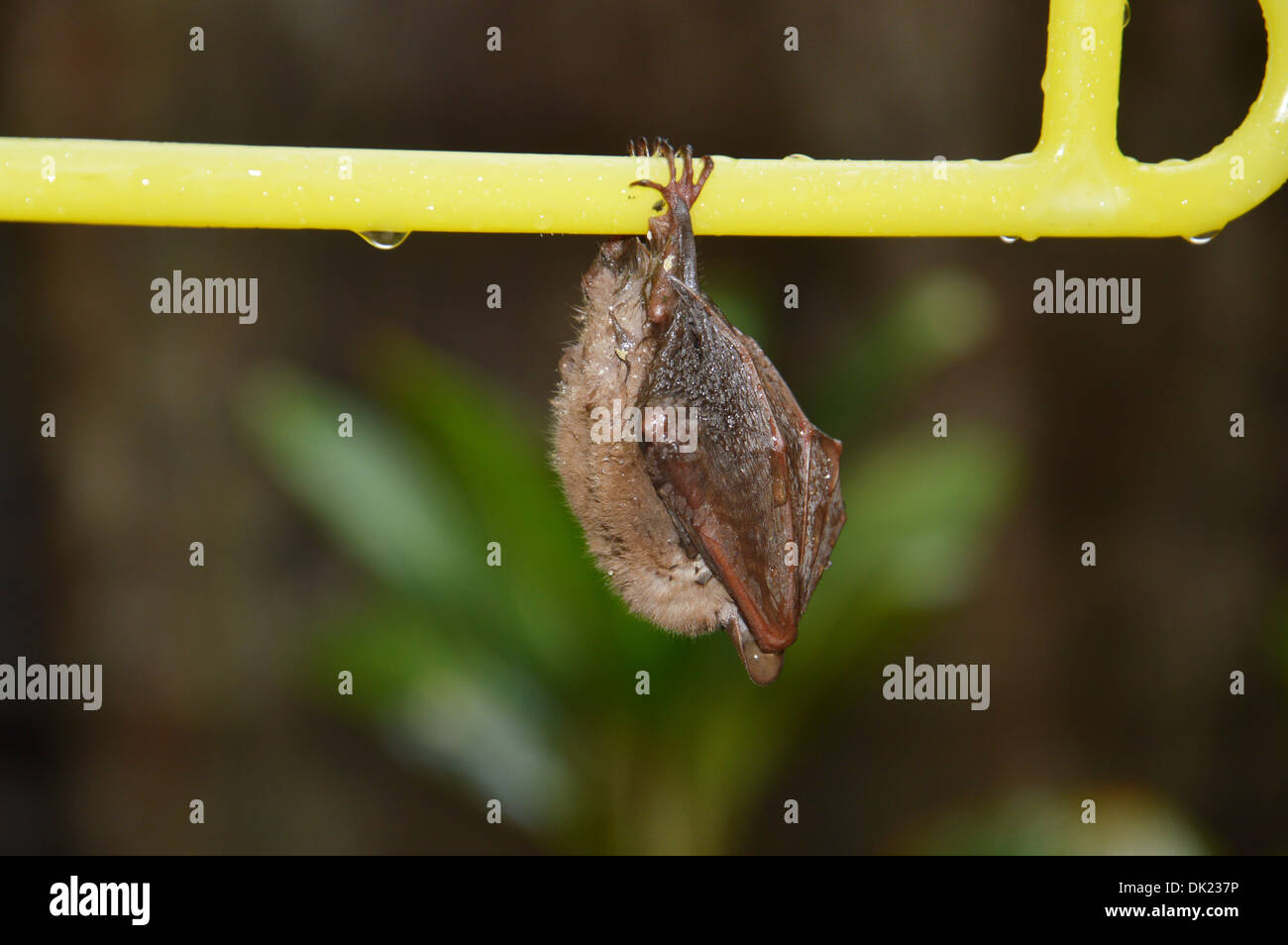 little bat sleep depends on the yellow hanger Stock Photo - Alamy