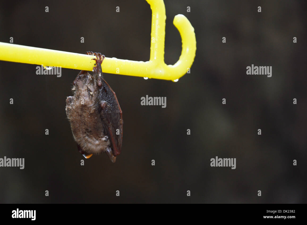Little brown bat hand hi-res stock photography and images - Alamy