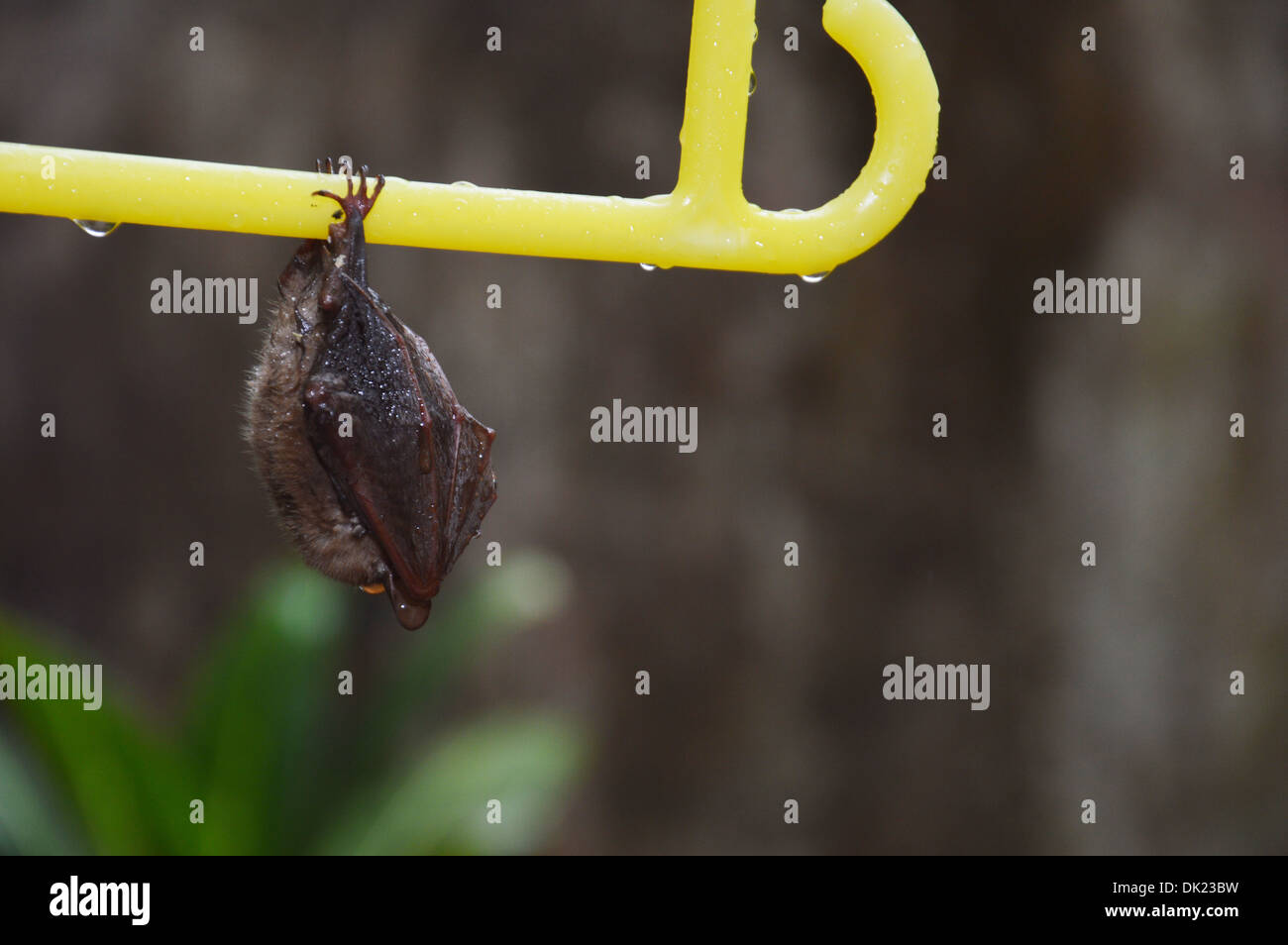 Little brown bat hand hi-res stock photography and images - Alamy